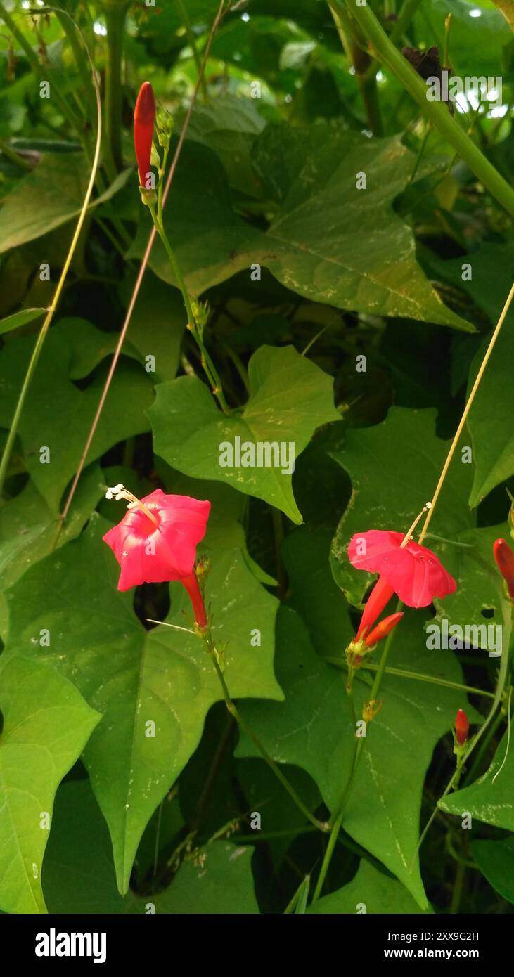 scarlet creeper (Ipomoea hederifolia) Plantae Stock Photo - Alamy