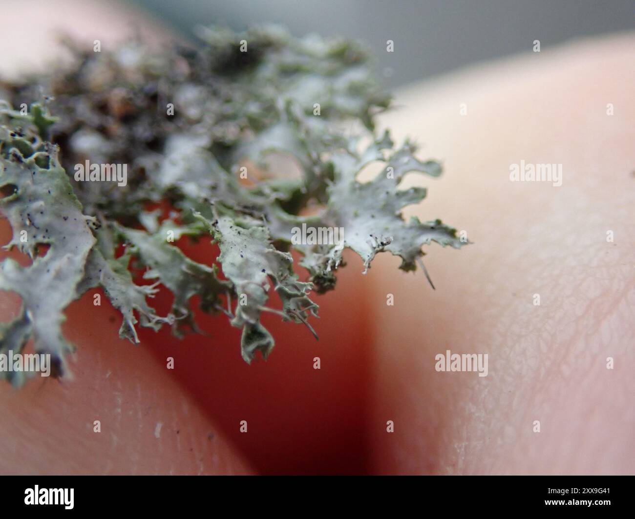 Fringed Rosette Lichen (Physcia tenella) Fungi Stock Photo - Alamy