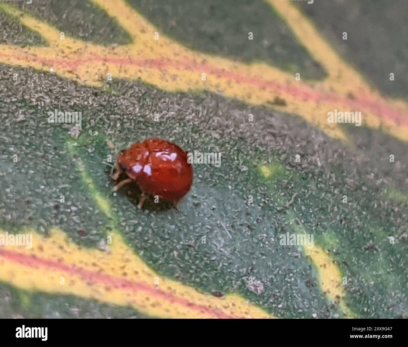 Lady Beetles (Coccinellidae) Insecta Stock Photo - Alamy
