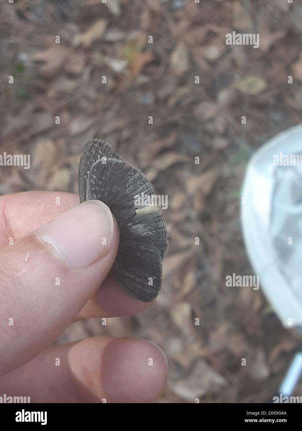Carolina Satyr (Hermeuptychia sosybius) Insecta Stock Photo - Alamy