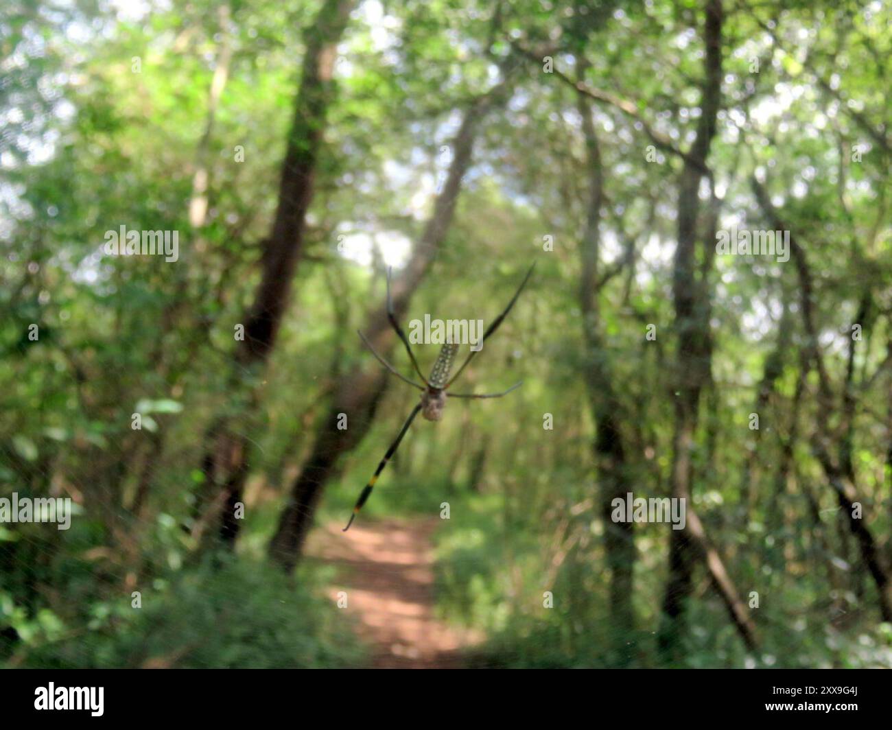 Golden Silk Spider (Trichonephila clavipes) Arachnida Stock Photo - Alamy