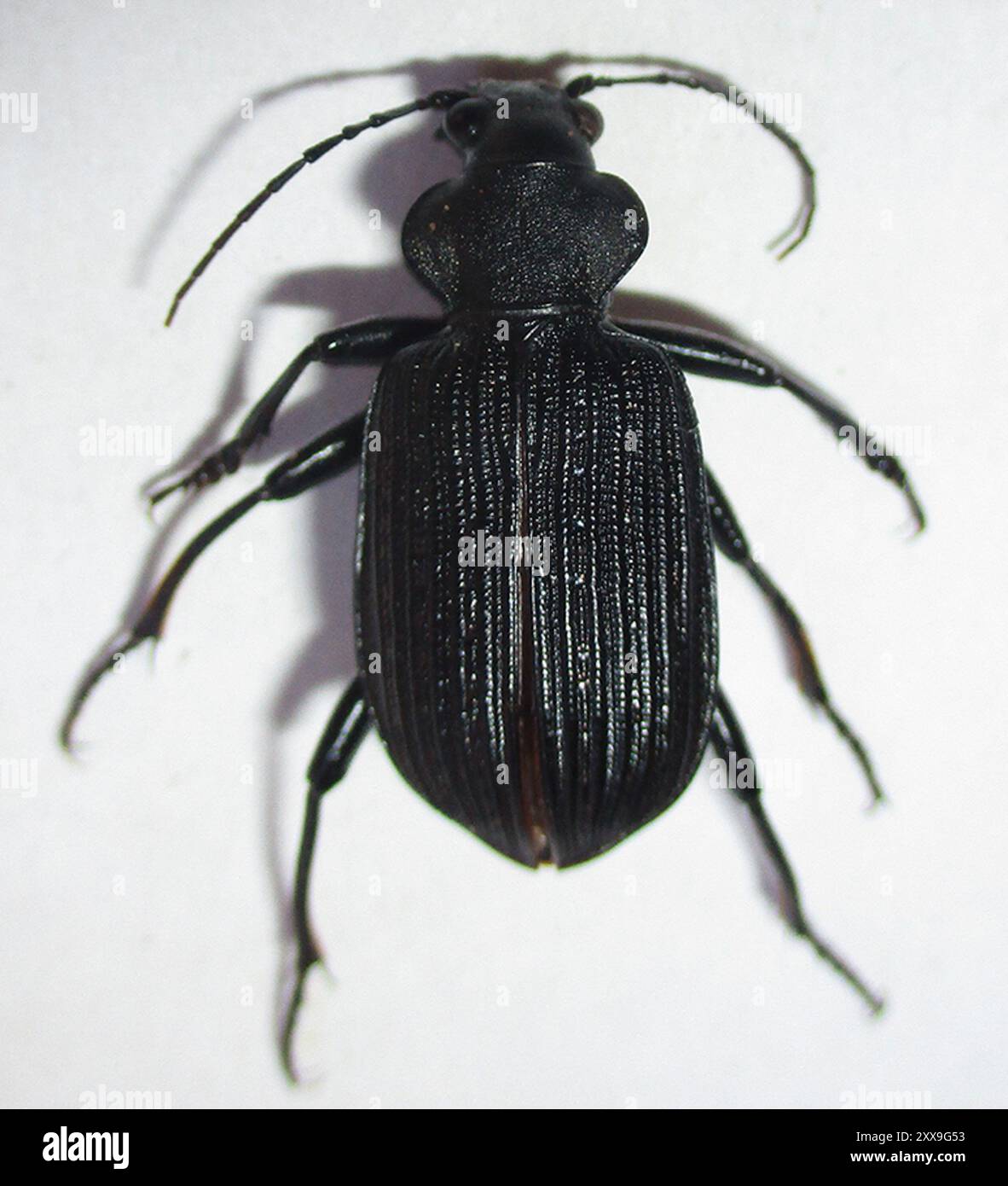 Africa-wide Caterpillar Hunter (Calosoma senegalense) Insecta Stock ...