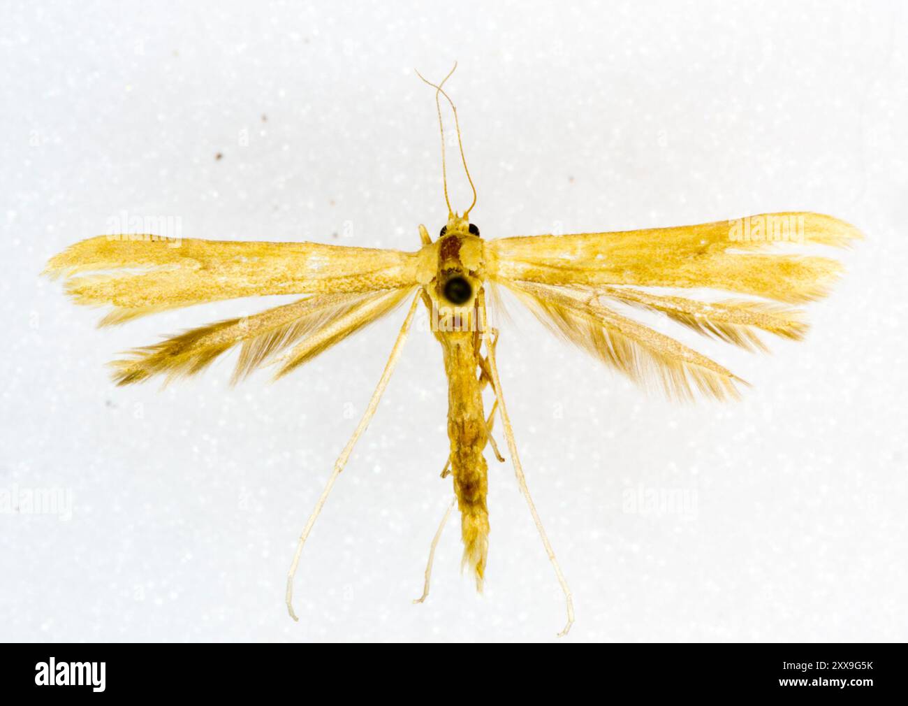 Plume Moths (Pterophoridae) Insecta Stock Photo - Alamy