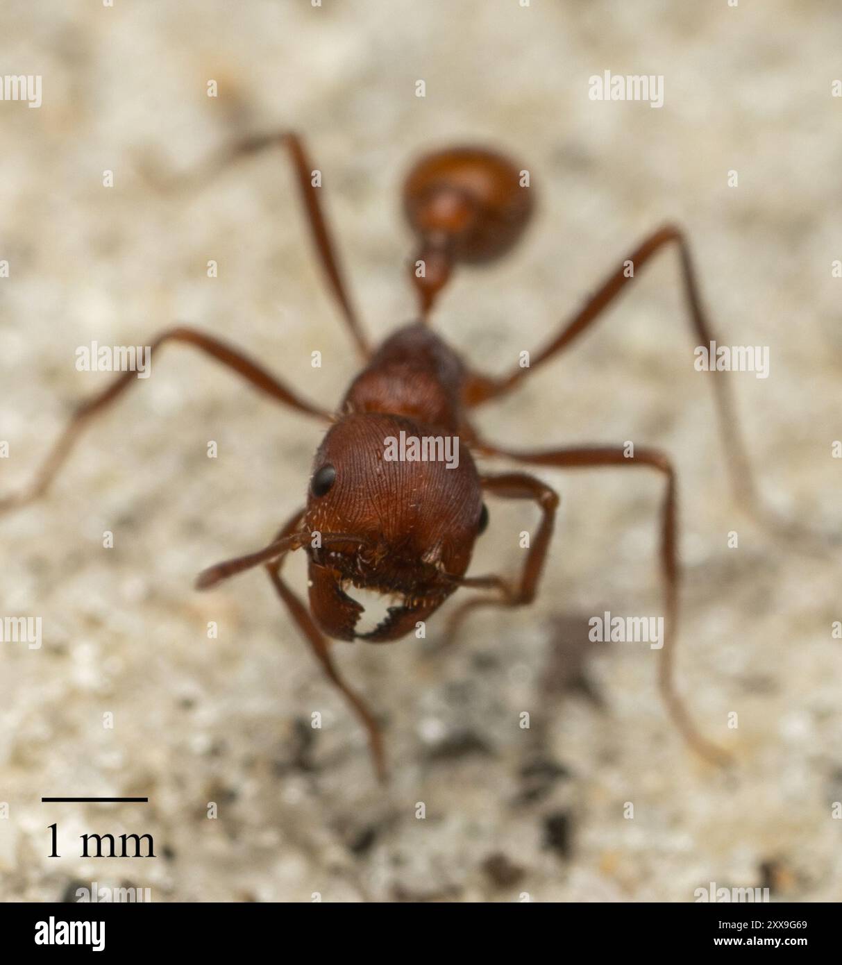 Florida Harvester Ant (Pogonomyrmex badius) Insecta Stock Photo - Alamy