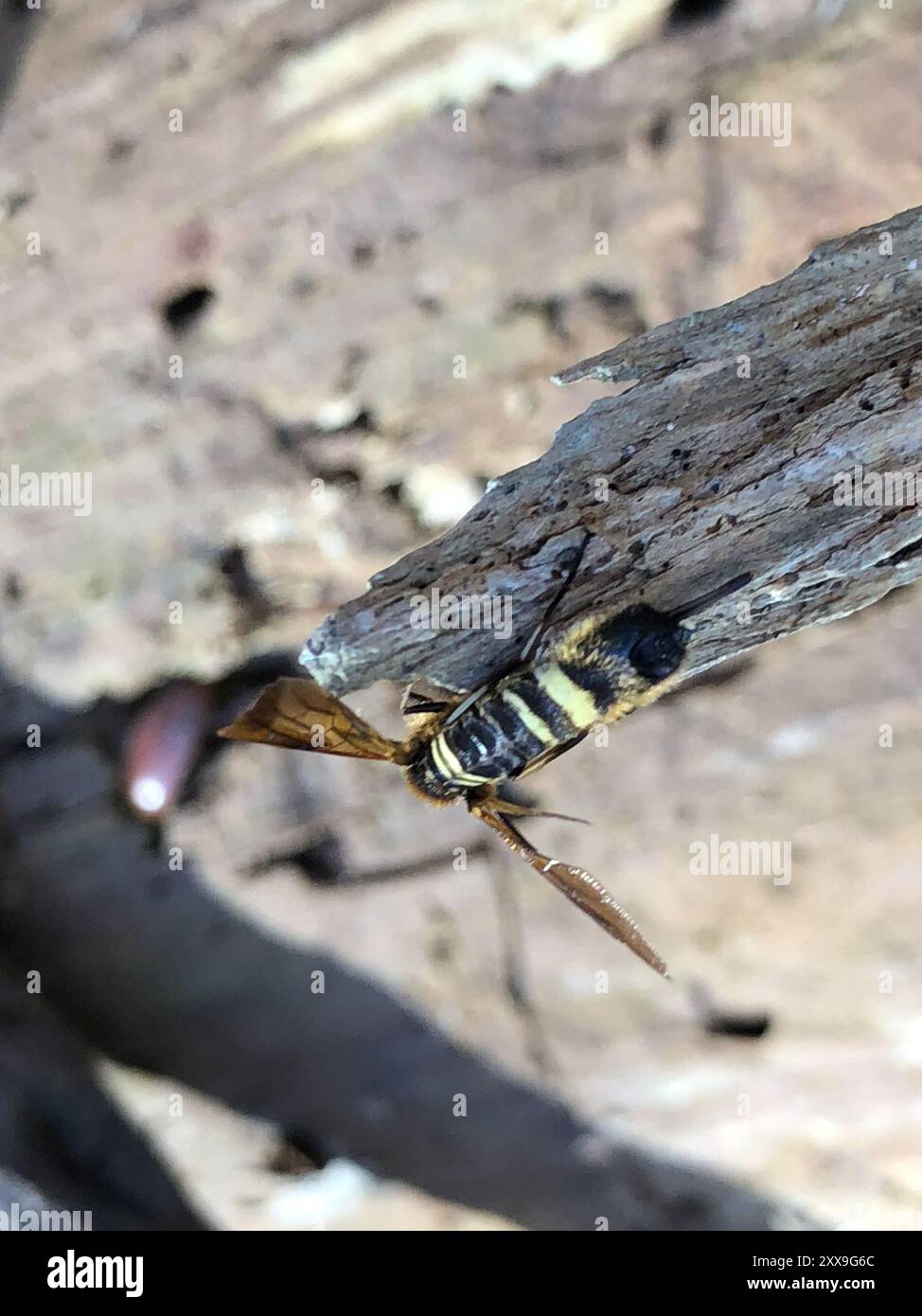 Asian Horntail (Eriotremex formosanus) Insecta Stock Photo - Alamy
