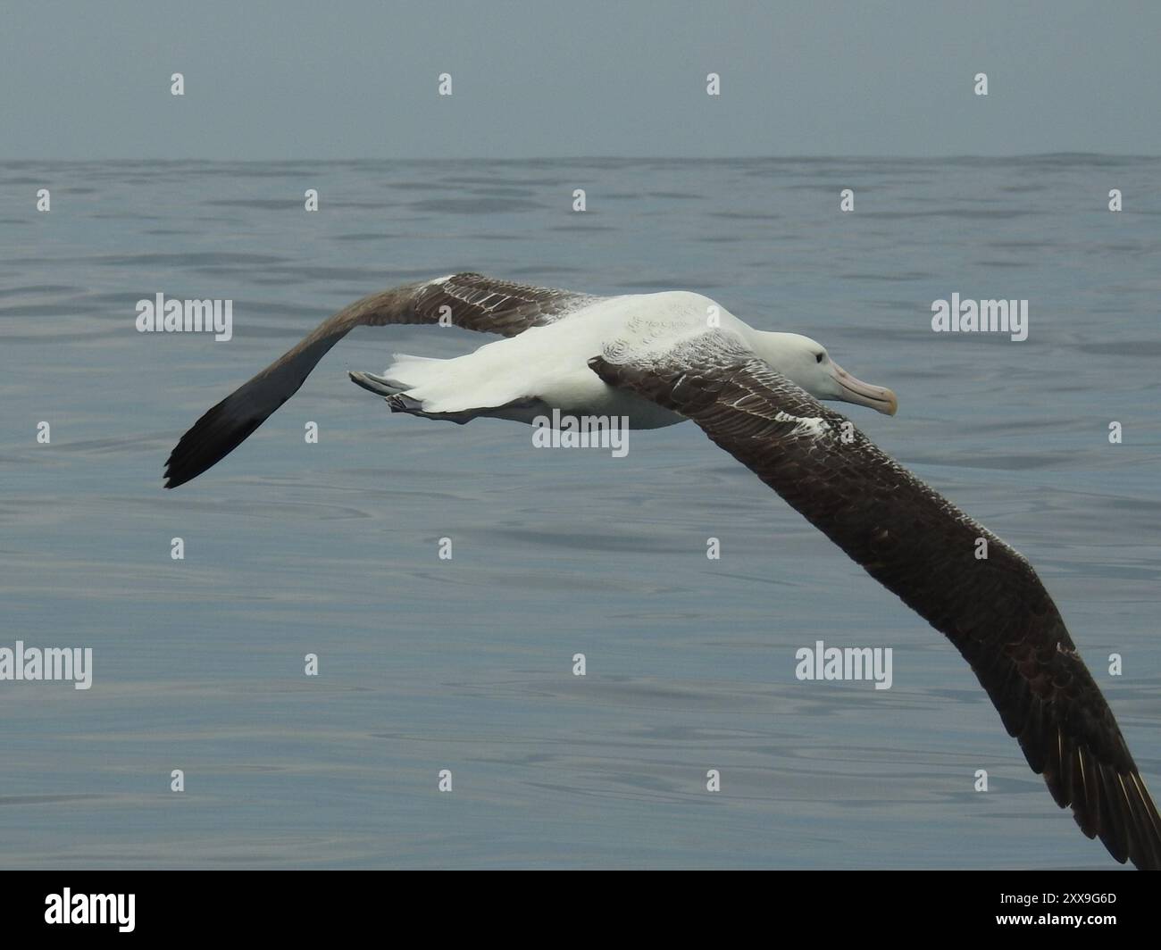 Southern Royal Albatross (Diomedea epomophora) Aves Stock Photo - Alamy