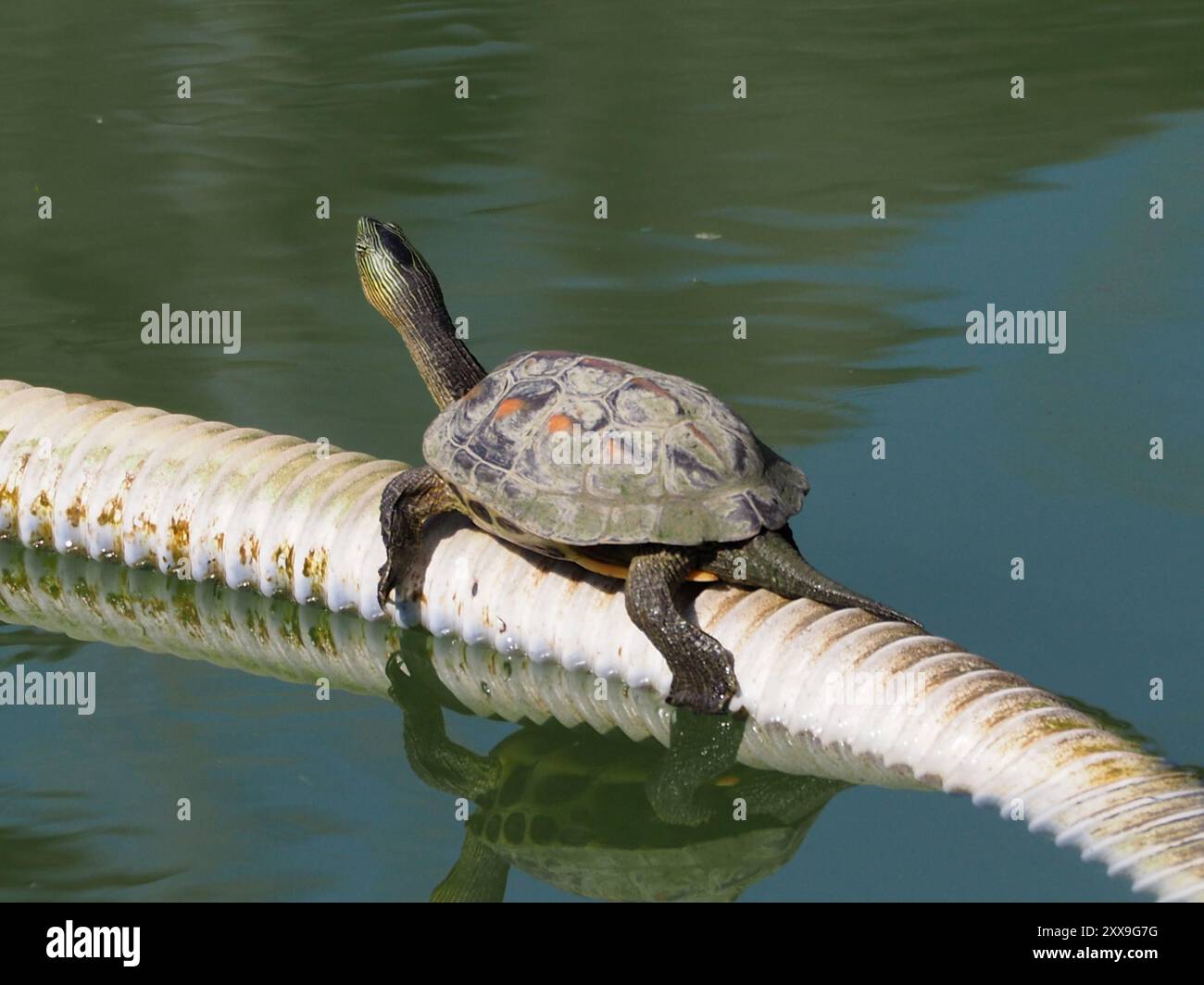 Common thread turtle (Mauremys sinensis) Reptilia Stock Photo - Alamy