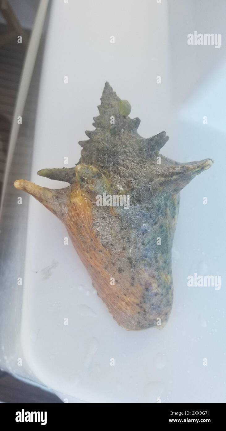 Queen Conch (Aliger gigas) Mollusca Stock Photo - Alamy