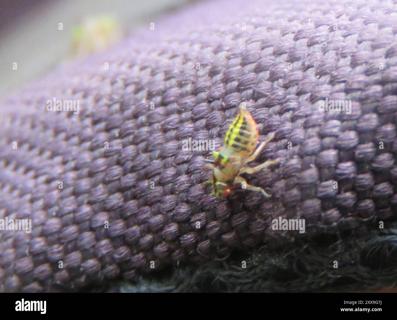 True Bugs, Hoppers, Aphids, and allies (Hemiptera) Insecta Stock Photo ...