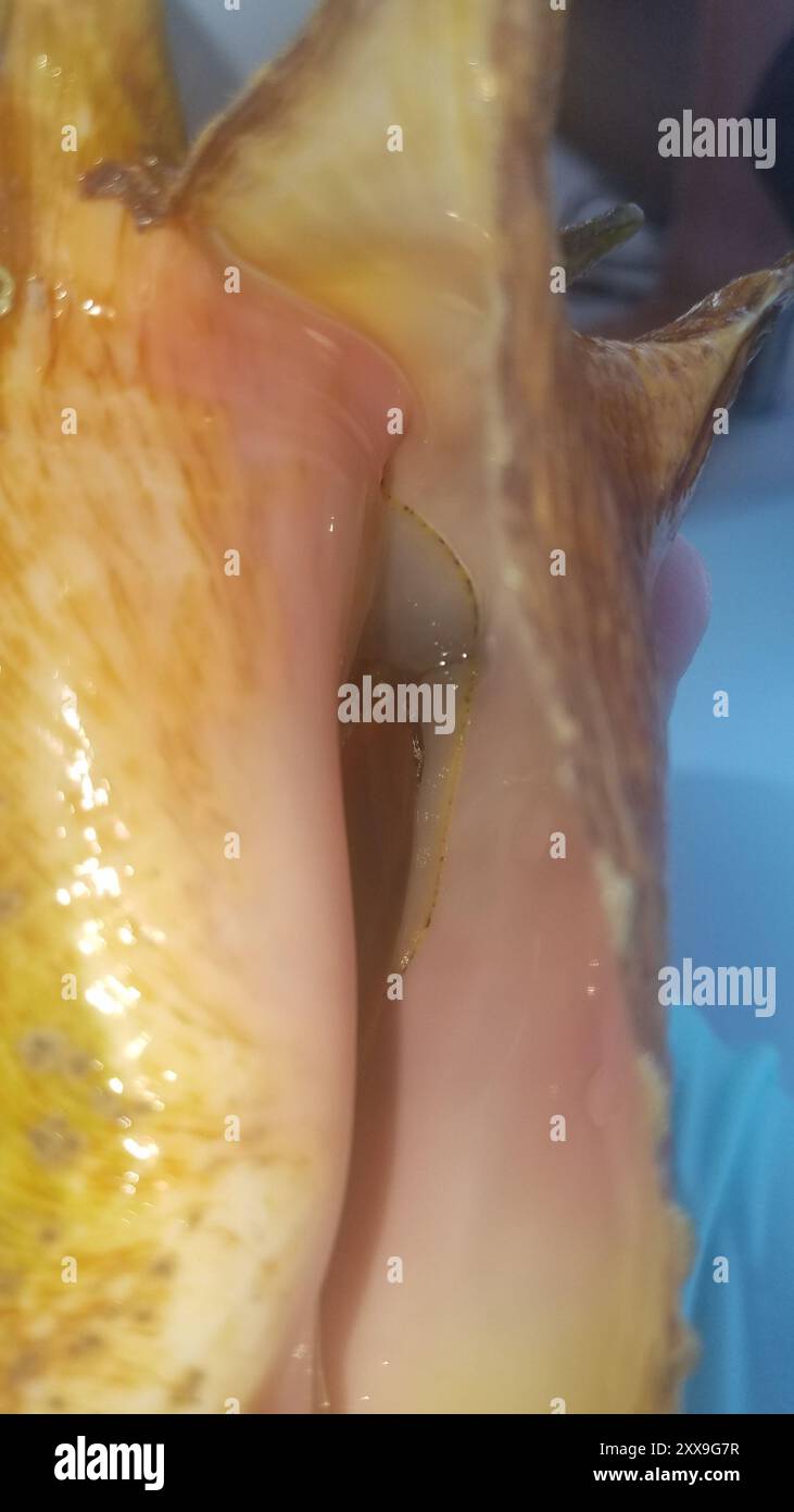 Queen Conch (Aliger gigas) Mollusca Stock Photo - Alamy
