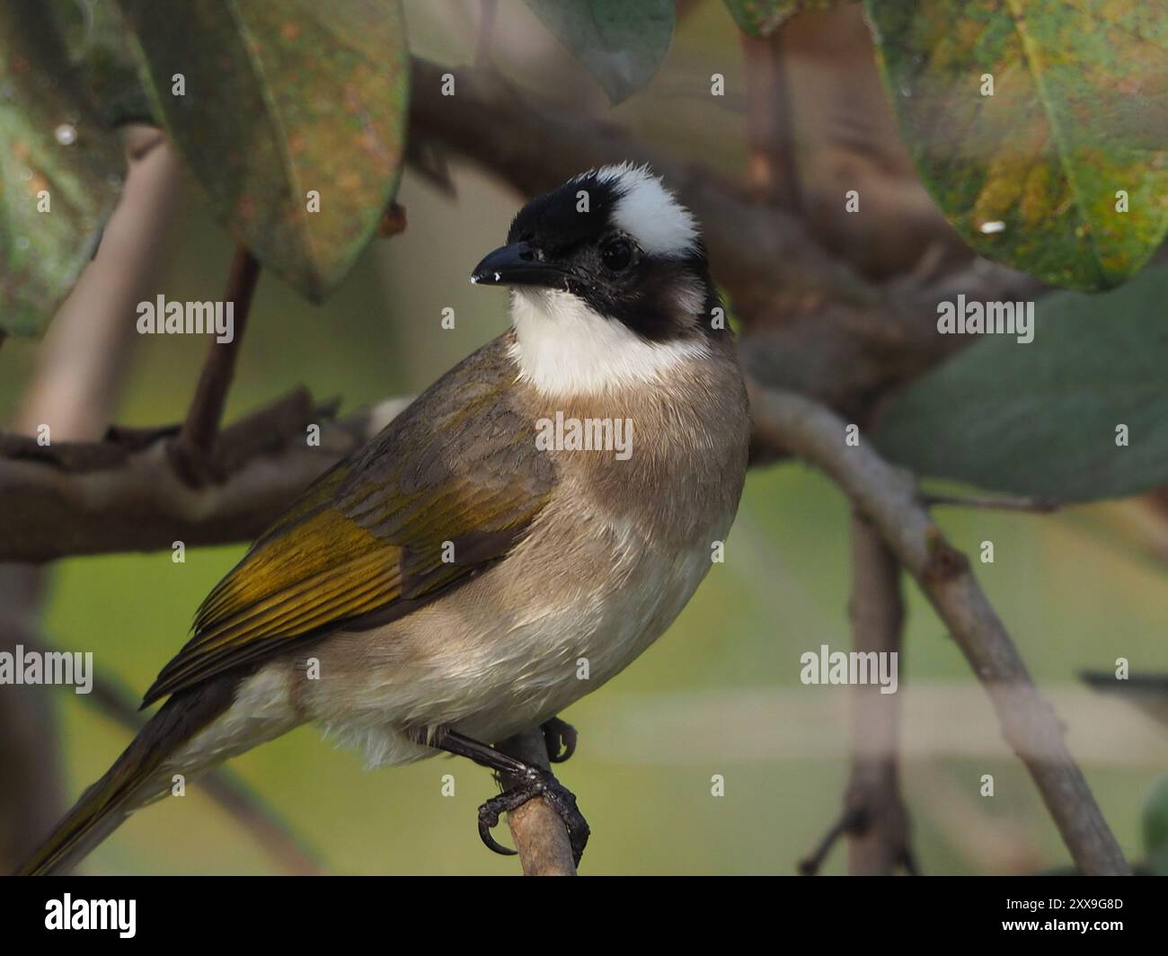 Taiwan Bulbul (Pycnonotus sinensis formosae) Aves Stock Photo - Alamy