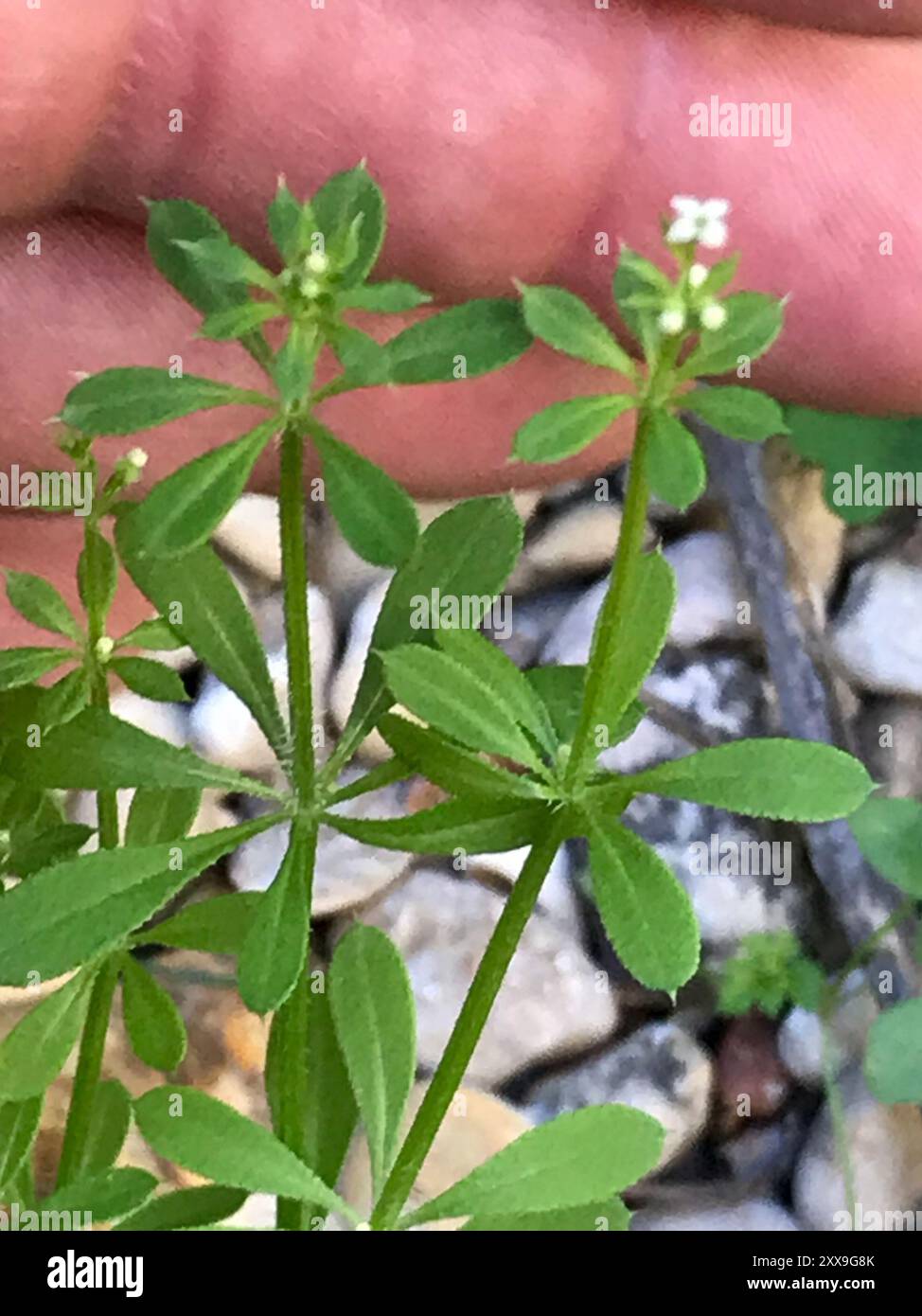 catchweed bedstraw (Galium aparine) Plantae Stock Photo - Alamy
