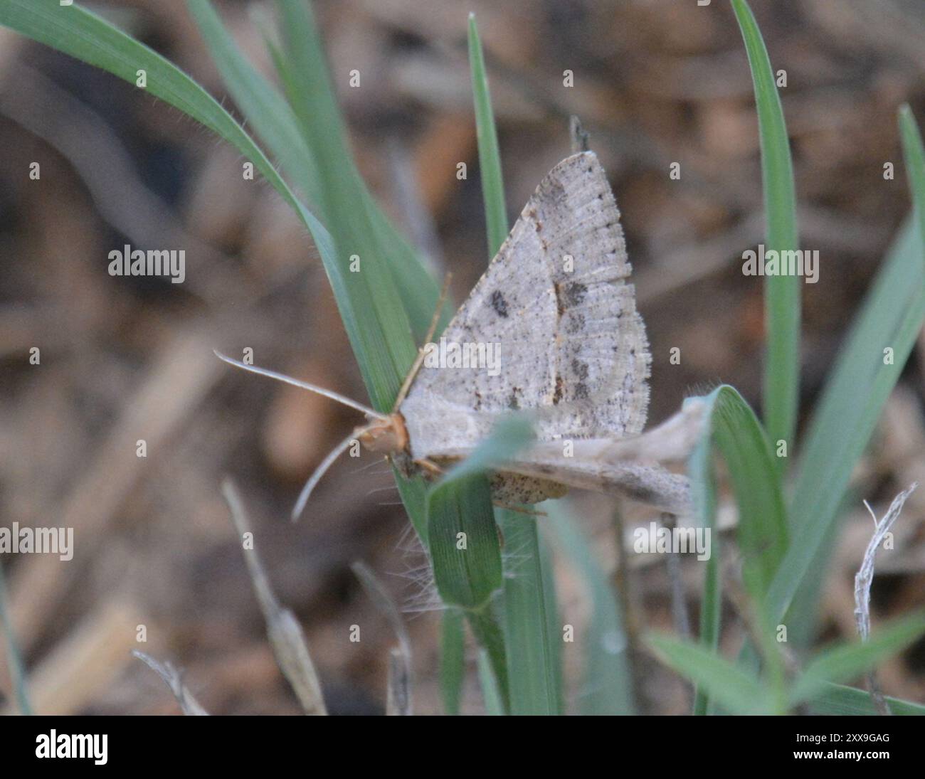 Geometer Moths (Geometridae) Insecta Stock Photo - Alamy
