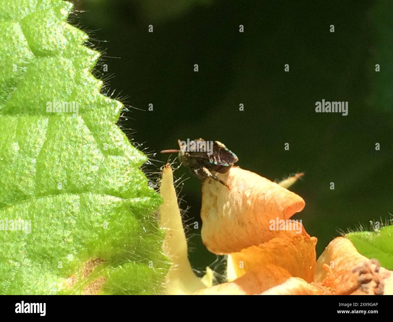 Mexican Pitted-Stingless bee (Nannotrigona perilampoides) Insecta Stock ...