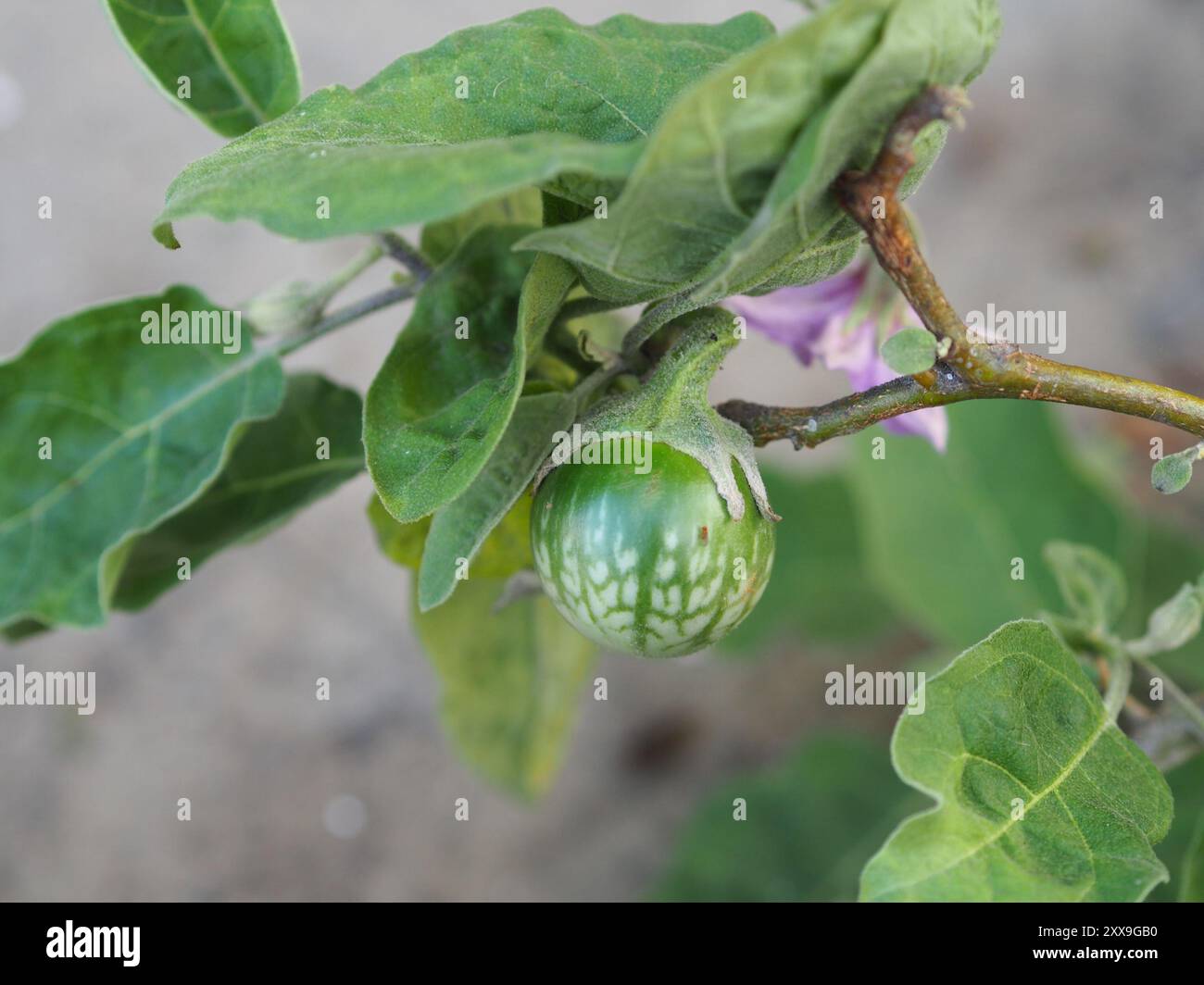 wild eggplant (Solanum insanum) Plantae Stock Photo - Alamy