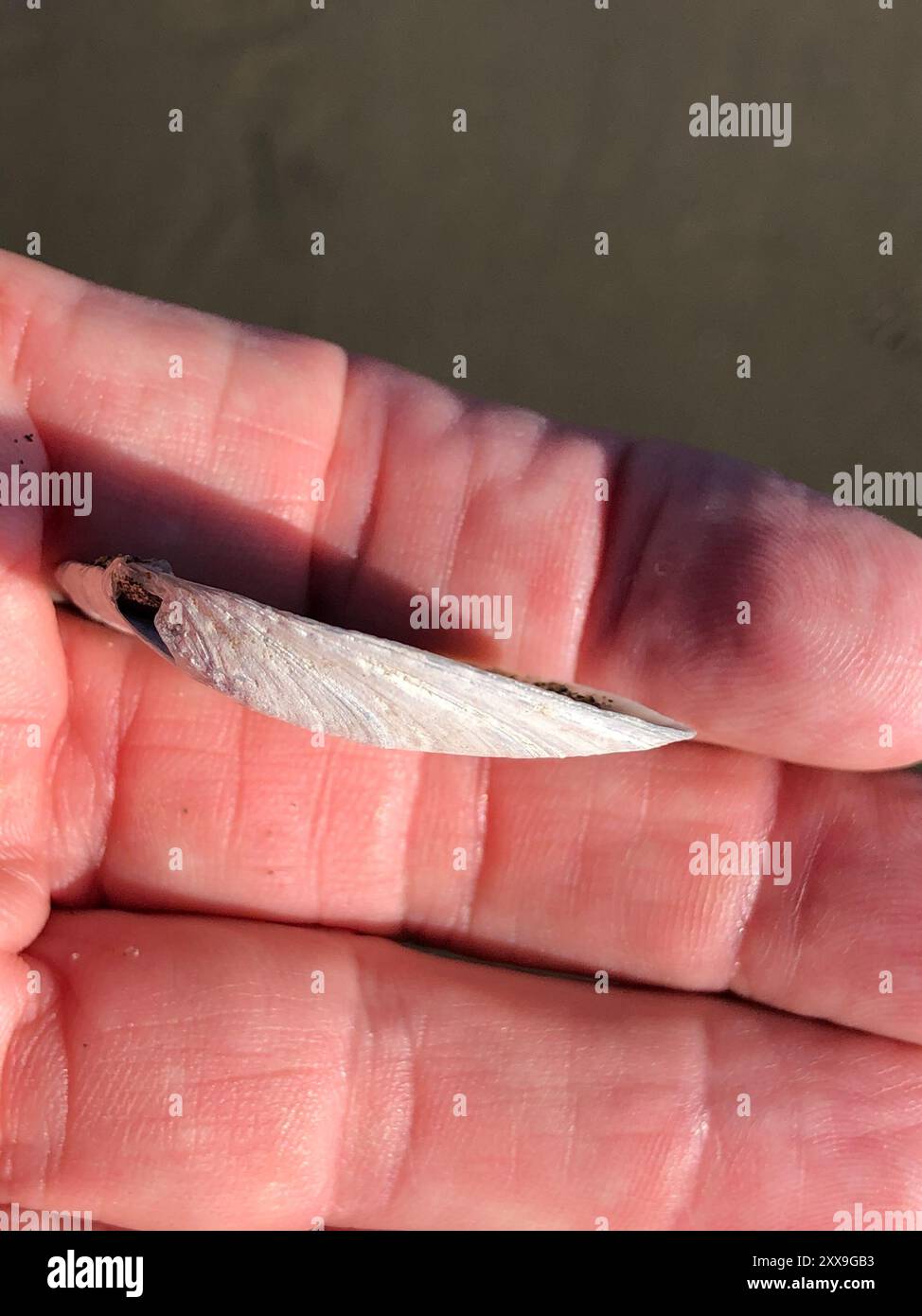 Bent-nosed Clam (Macoma nasuta) Mollusca Stock Photo - Alamy
