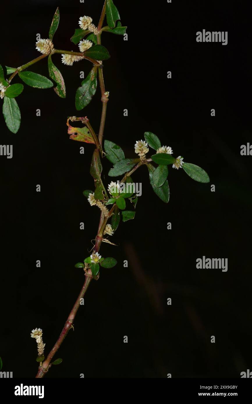 Smooth Joyweed (Alternanthera paronychioides) Plantae Stock Photo - Alamy