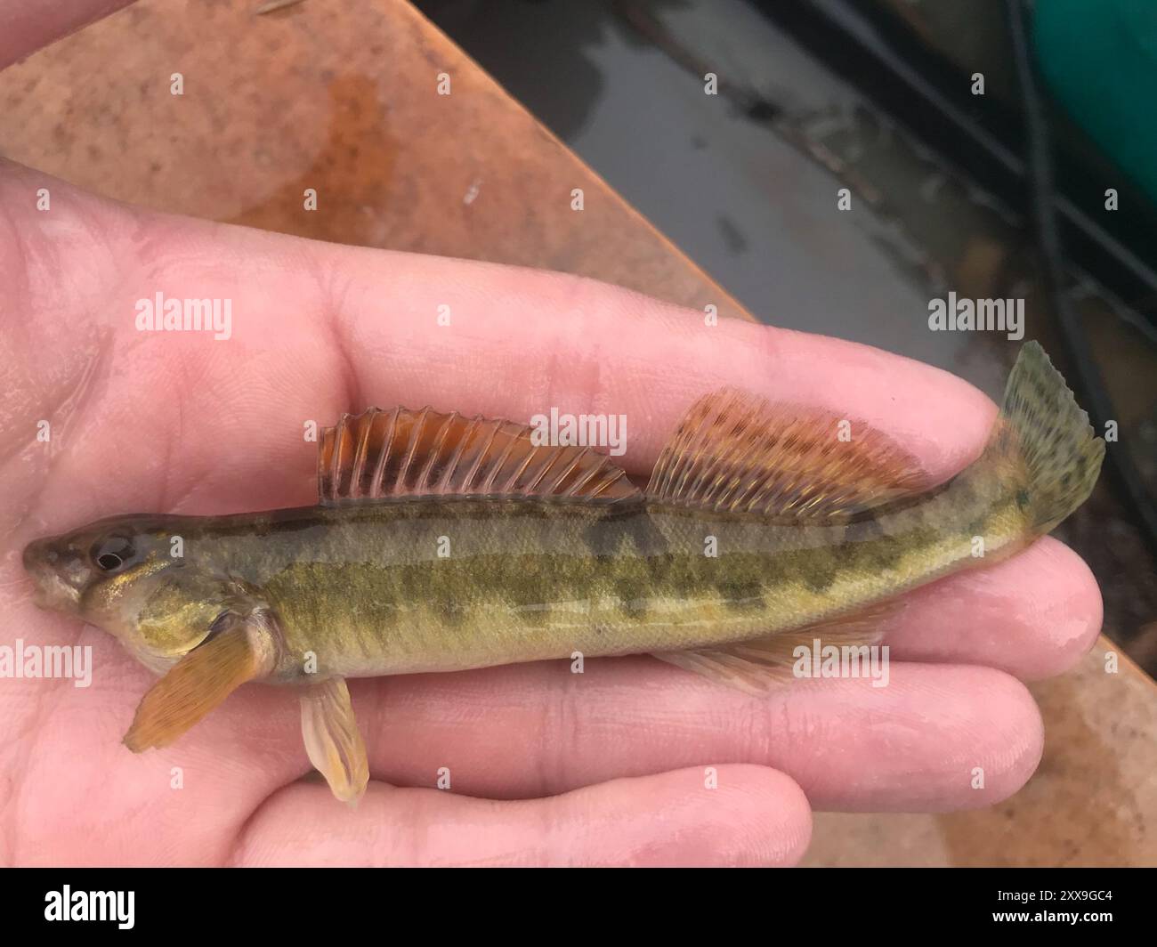 Texas Logperch (Percina carbonaria) Actinopterygii Stock Photo - Alamy
