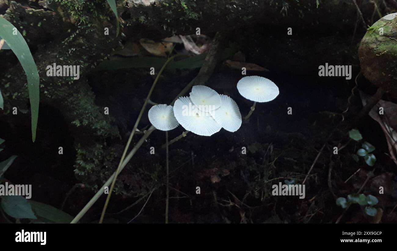 Fragile Dapperling (Leucocoprinus fragilissimus) Fungi Stock Photo - Alamy