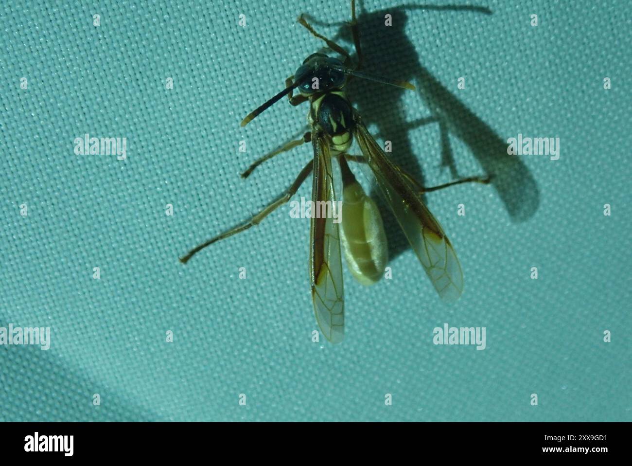 Central American Paper Wasp (Apoica pallens) Insecta Stock Photo - Alamy