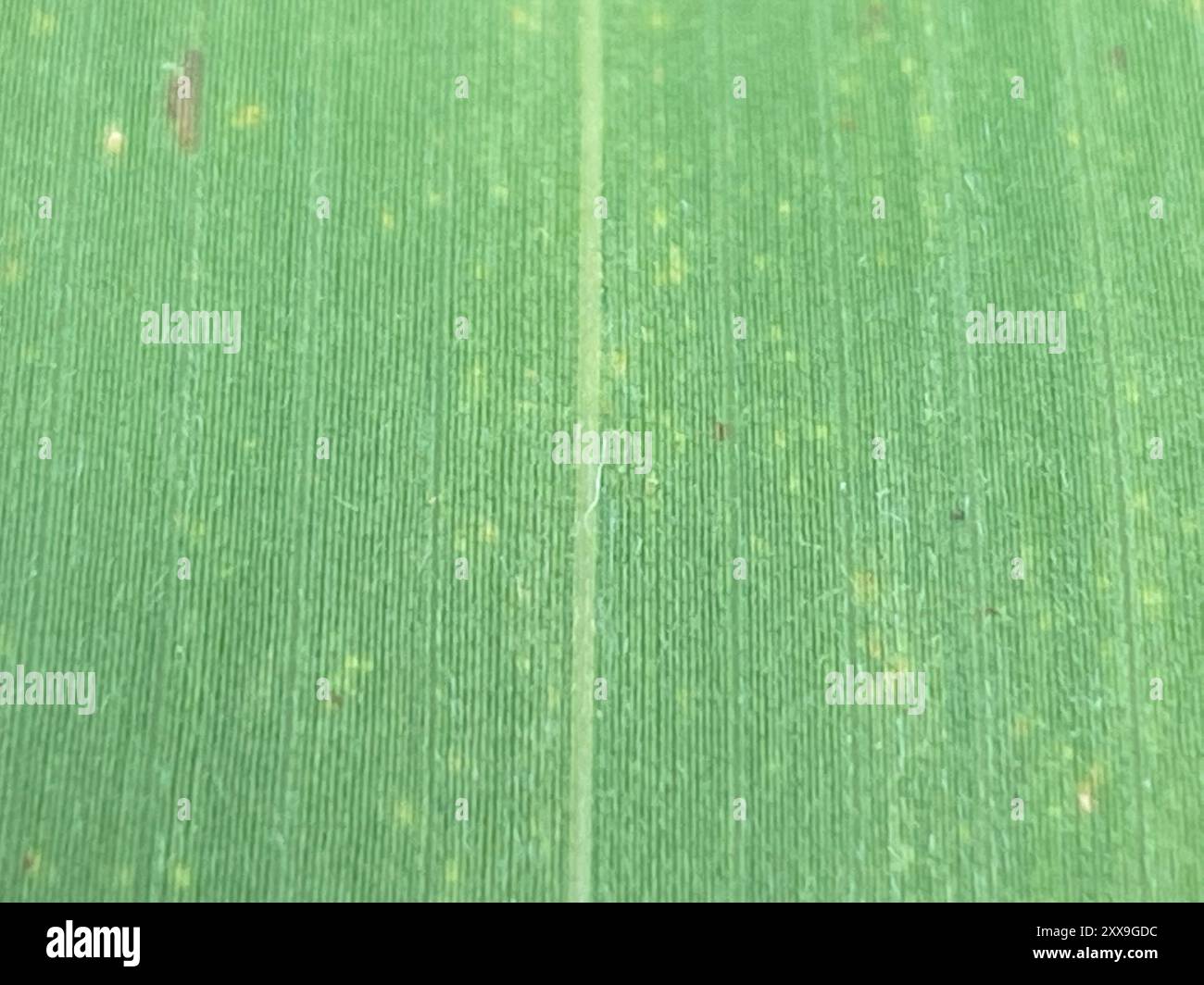 switch cane (Arundinaria tecta) Plantae Stock Photo - Alamy