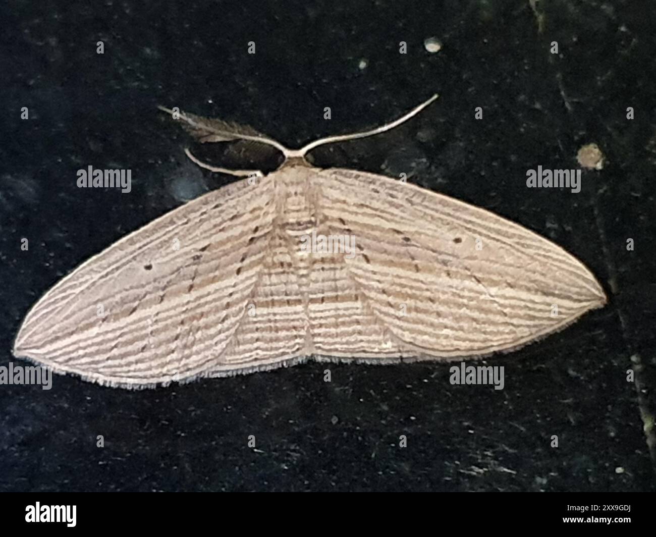 Cabbage tree moth (Epiphryne verriculata) Insecta Stock Photo - Alamy