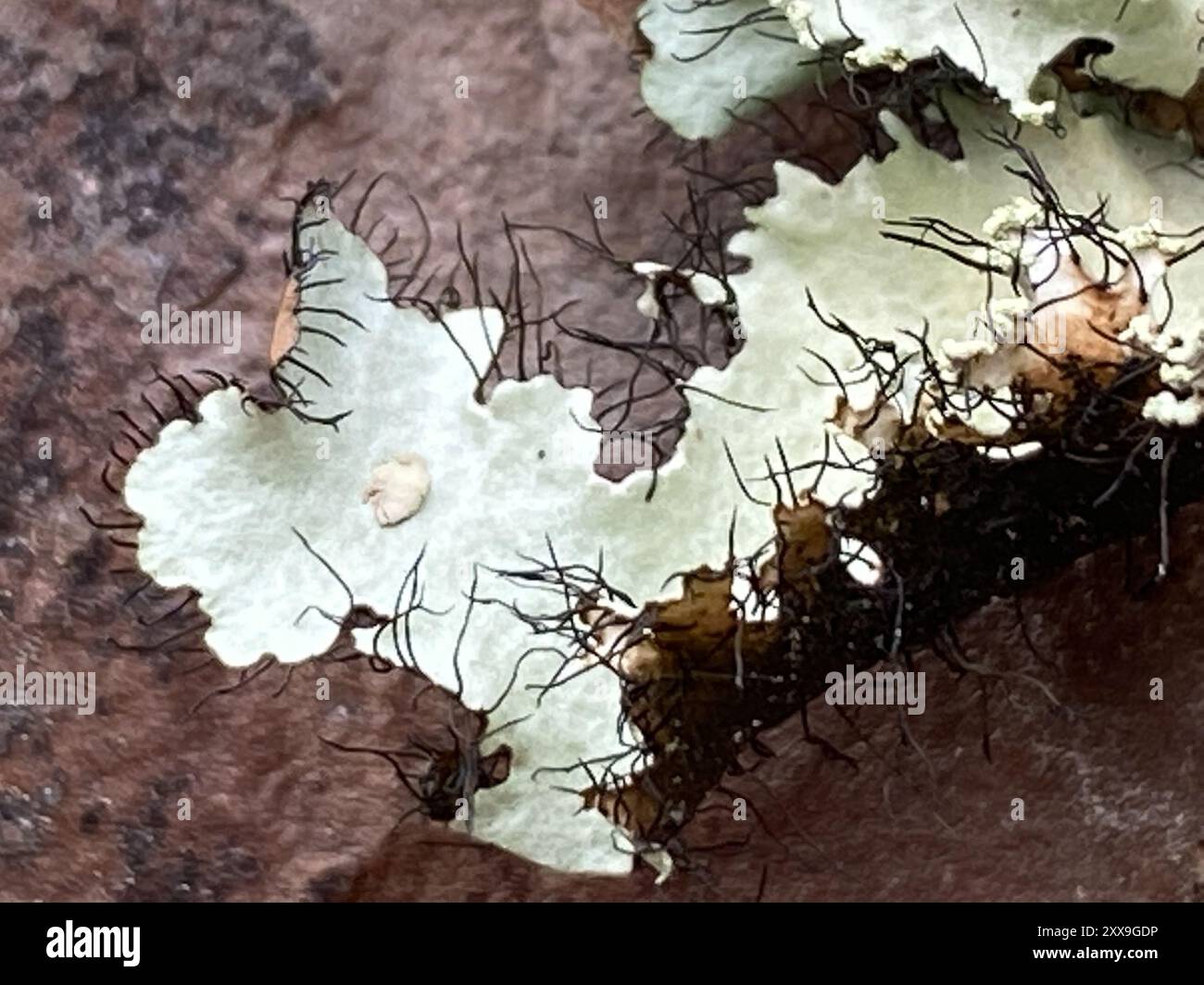 Ruffle Lichens (Parmotrema) Fungi Stock Photo - Alamy