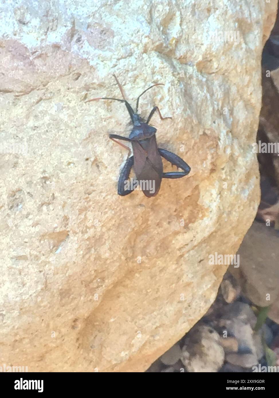 Giant Agave Bug (Acanthocephala thomasi) Insecta Stock Photo - Alamy
