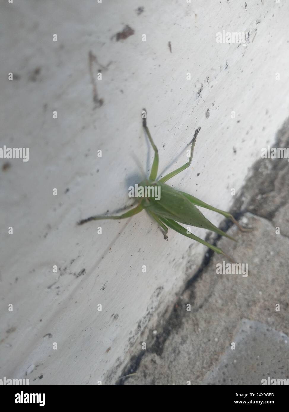 Common Coneheads (Neoconocephalus) Insecta Stock Photo - Alamy