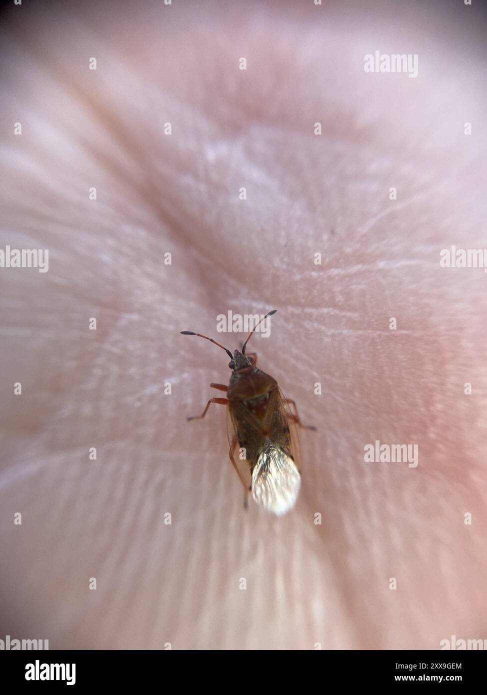 Birch Catkin Bug (Kleidocerys resedae) Insecta Stock Photo - Alamy