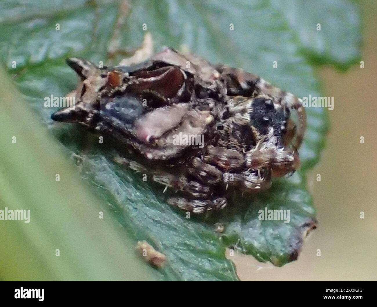 High-headed Arkys (Arkys alticephala) Arachnida Stock Photo - Alamy
