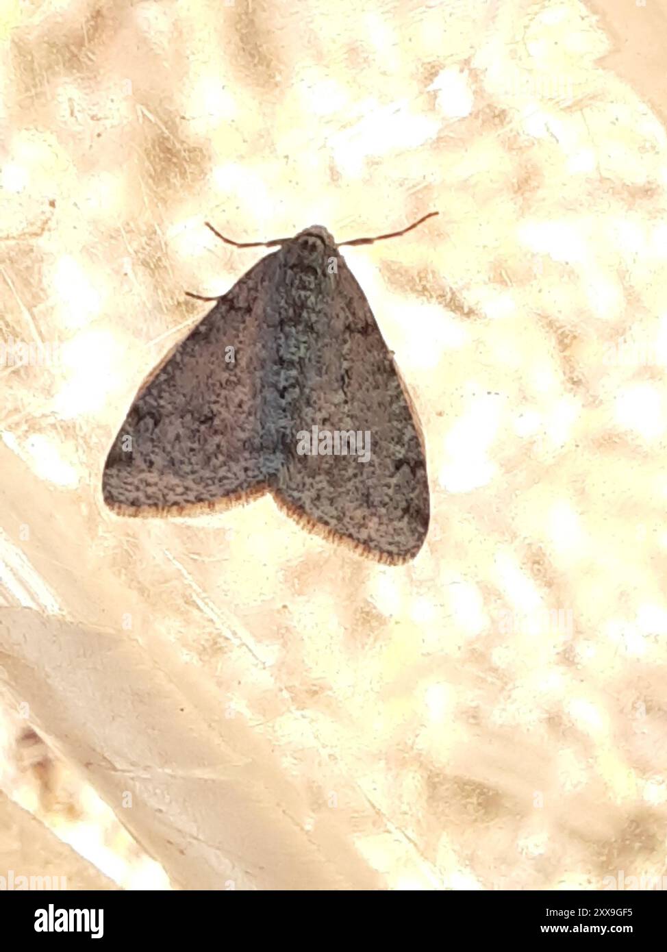 Small Phigalia Moth (Phigalia strigataria) Insecta Stock Photo - Alamy