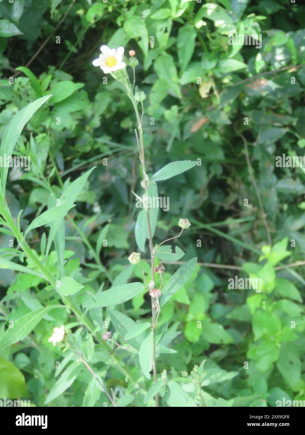 Cuban jute (Sida rhombifolia) Plantae Stock Photo - Alamy