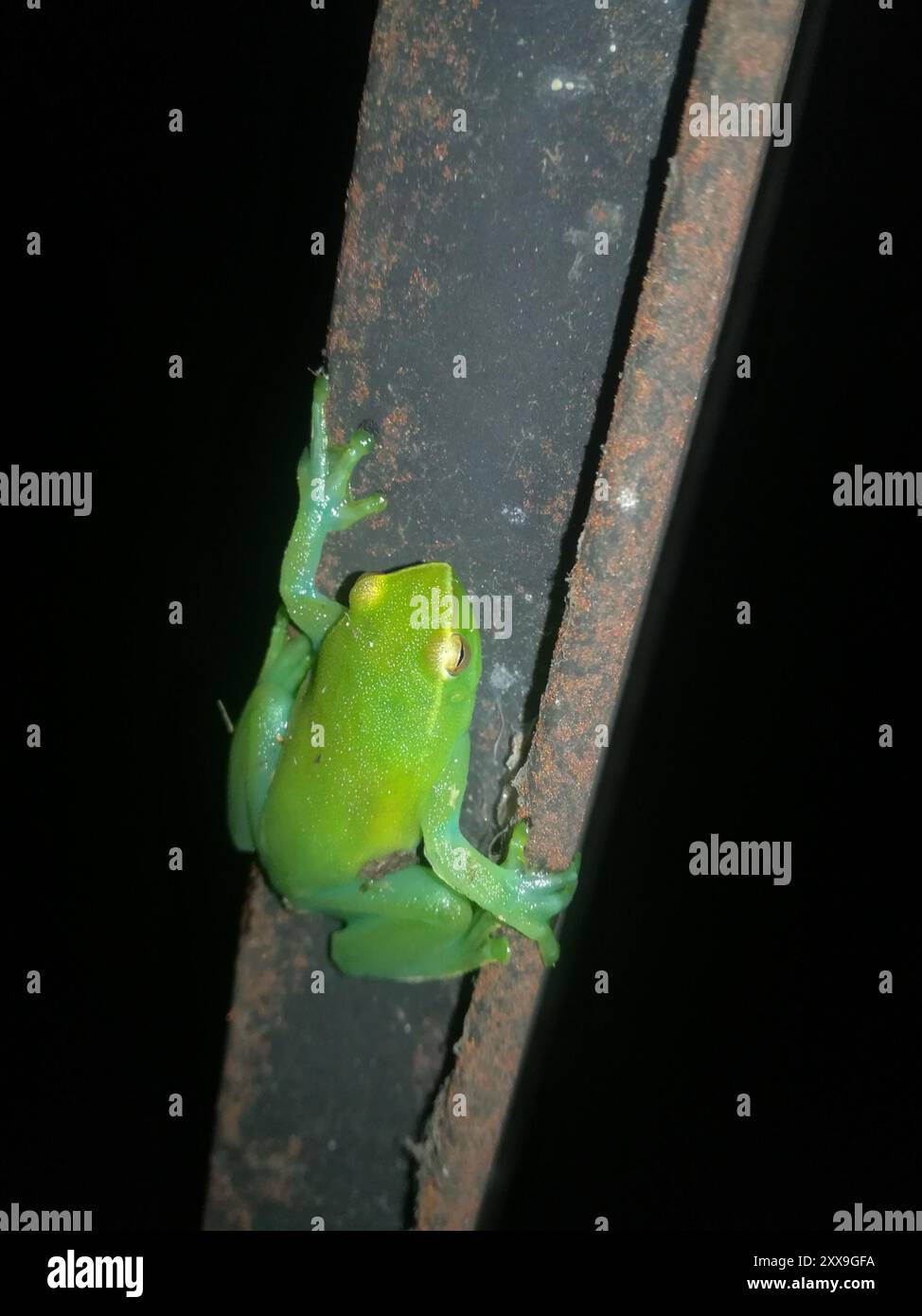 Greater Hatchet-faced Tree Frog (Sphaenorhynchus lacteus) Amphibia ...