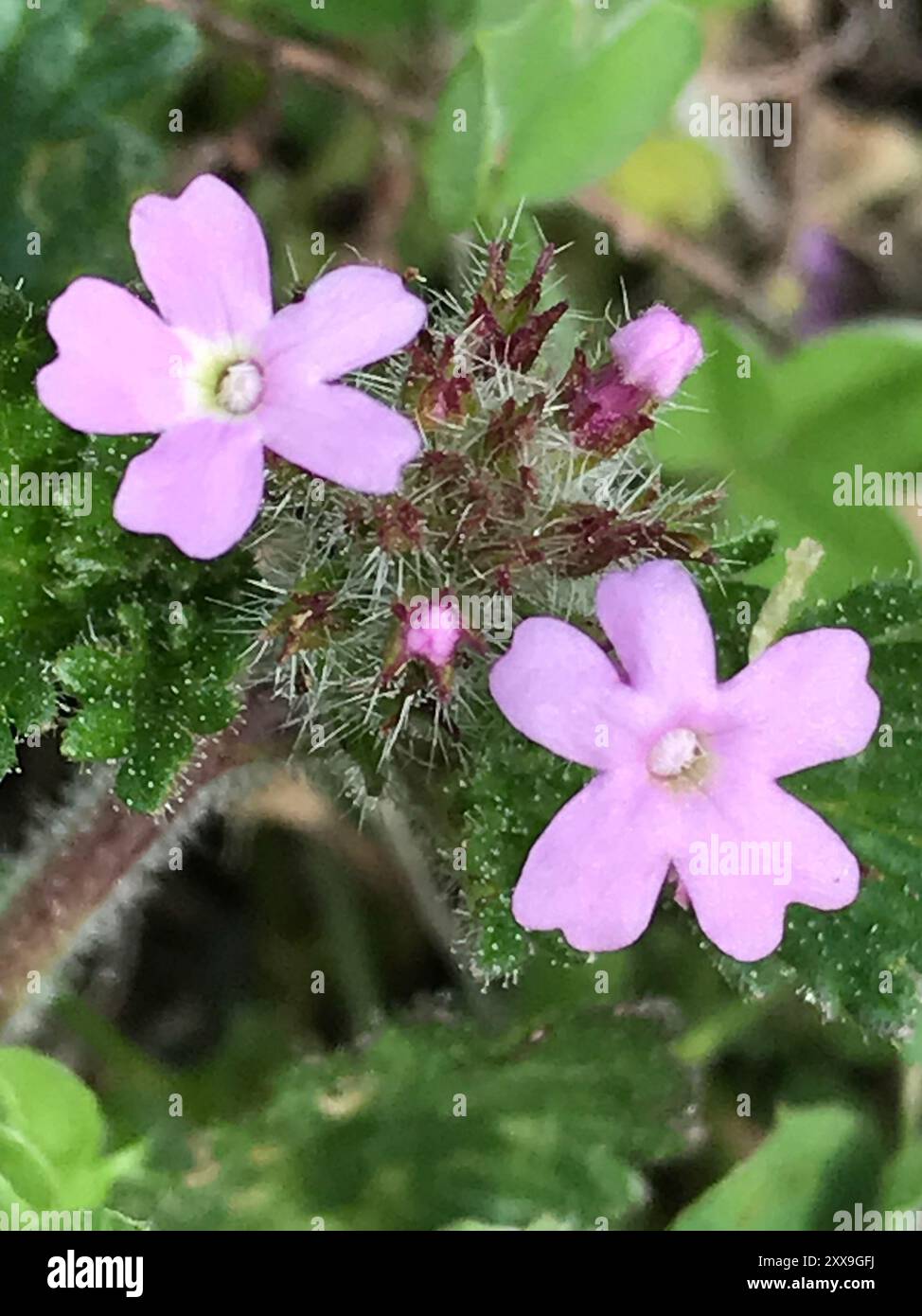 Dwarf Verbena (Glandularia pumila) Plantae Stock Photo - Alamy