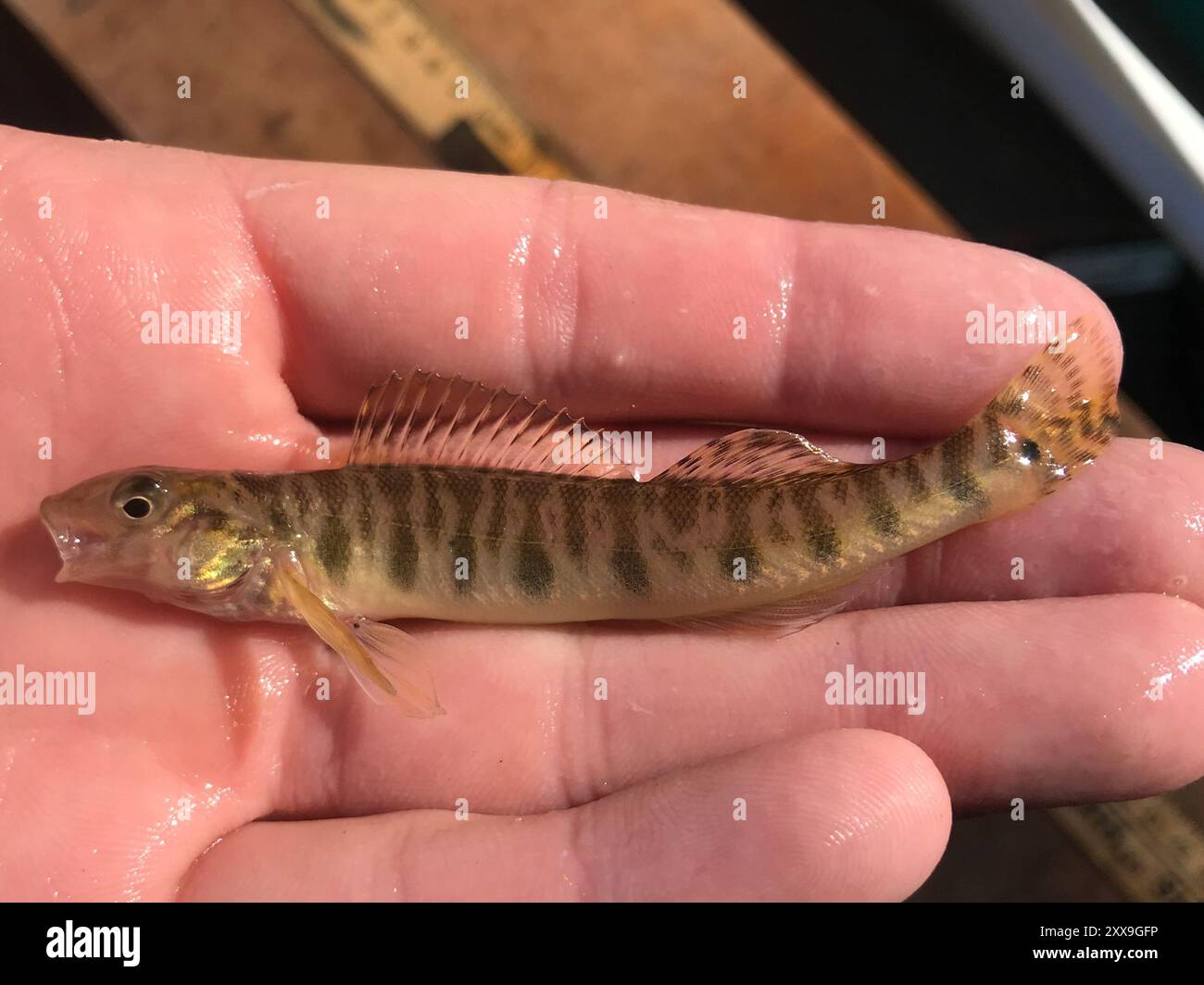 Texas Logperch (Percina carbonaria) Actinopterygii Stock Photo - Alamy