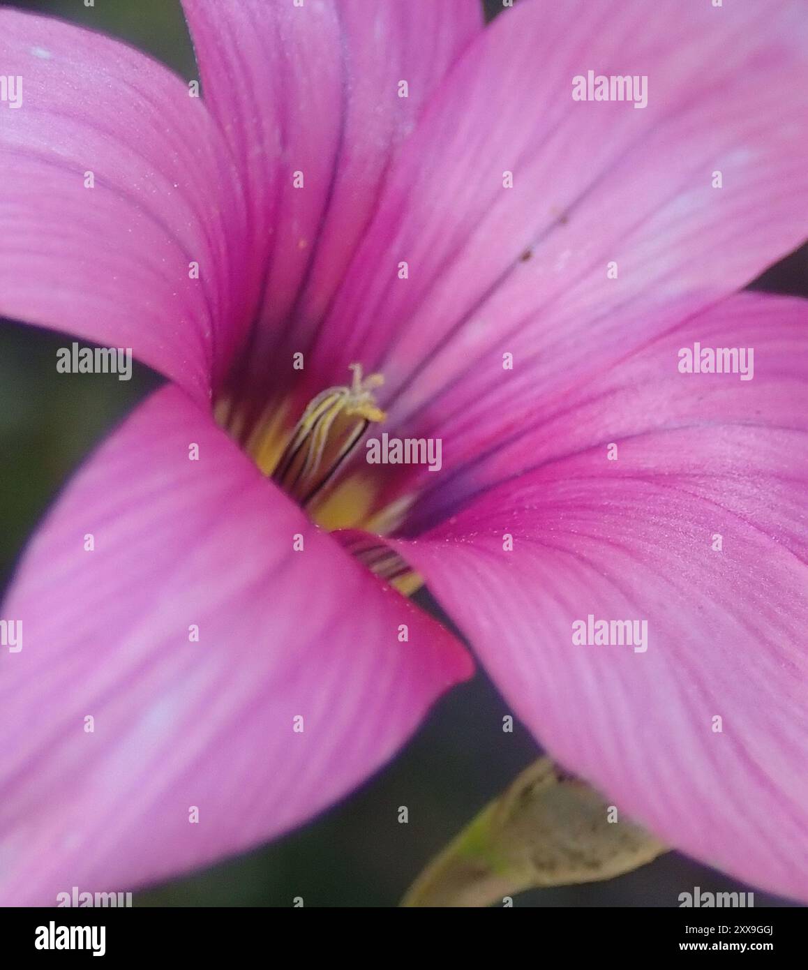 Common Rosy Froetang (Romulea rosea rosea) Plantae Stock Photo - Alamy