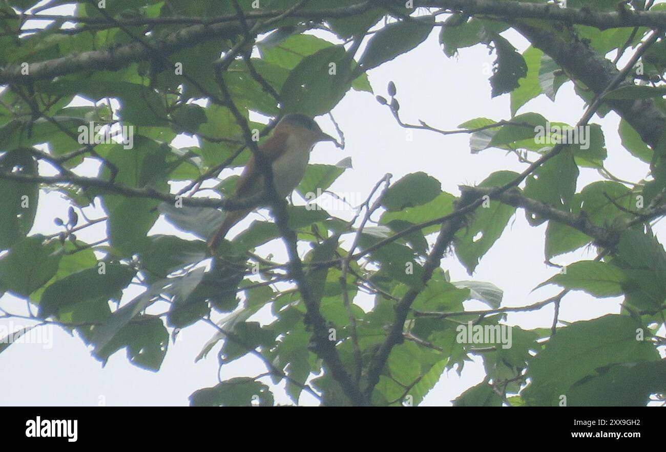 Crested Becard (Pachyramphus validus) Aves Stock Photo - Alamy