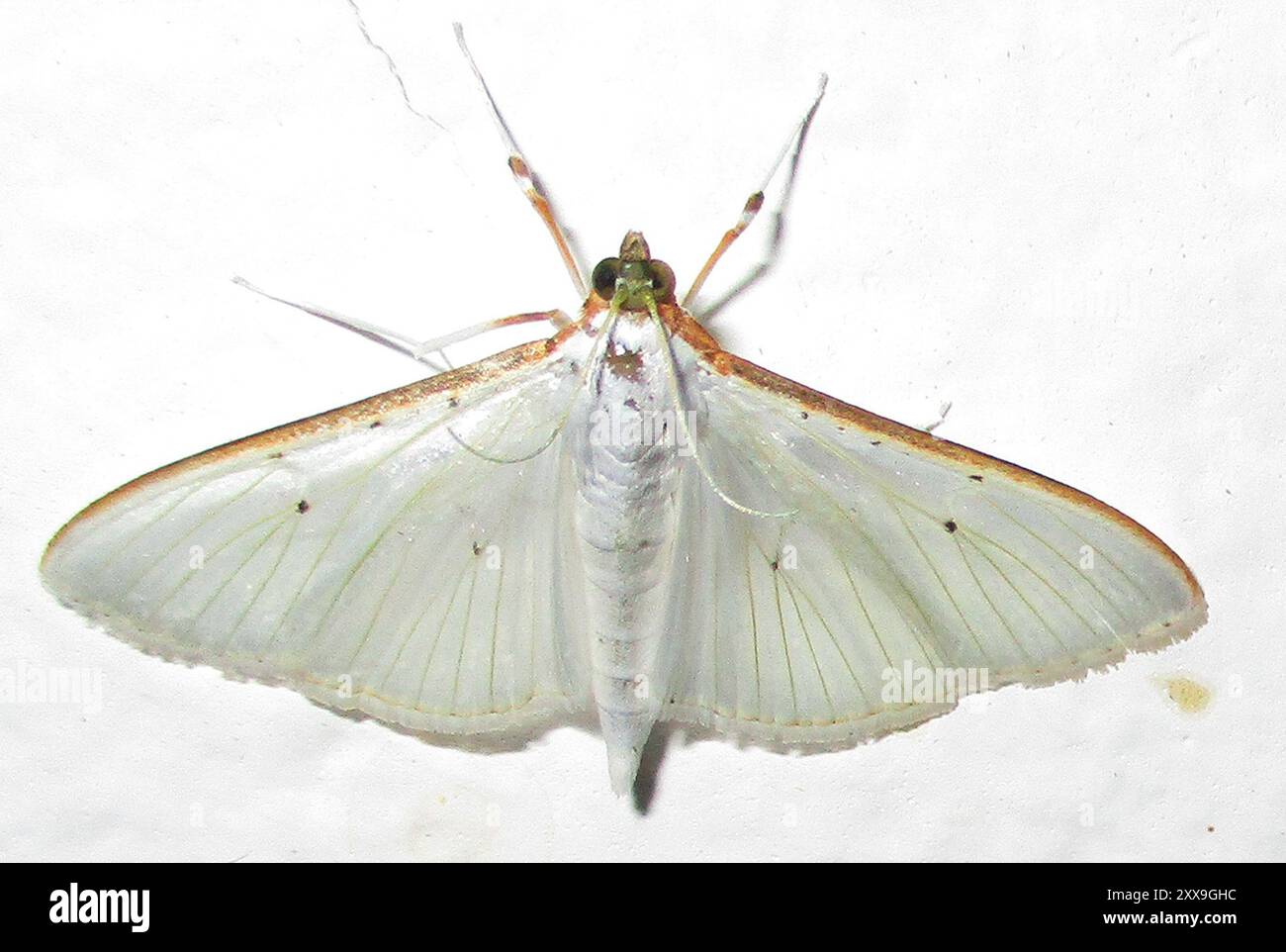 Jasmine Moth (Palpita vitrealis) Insecta Stock Photo - Alamy