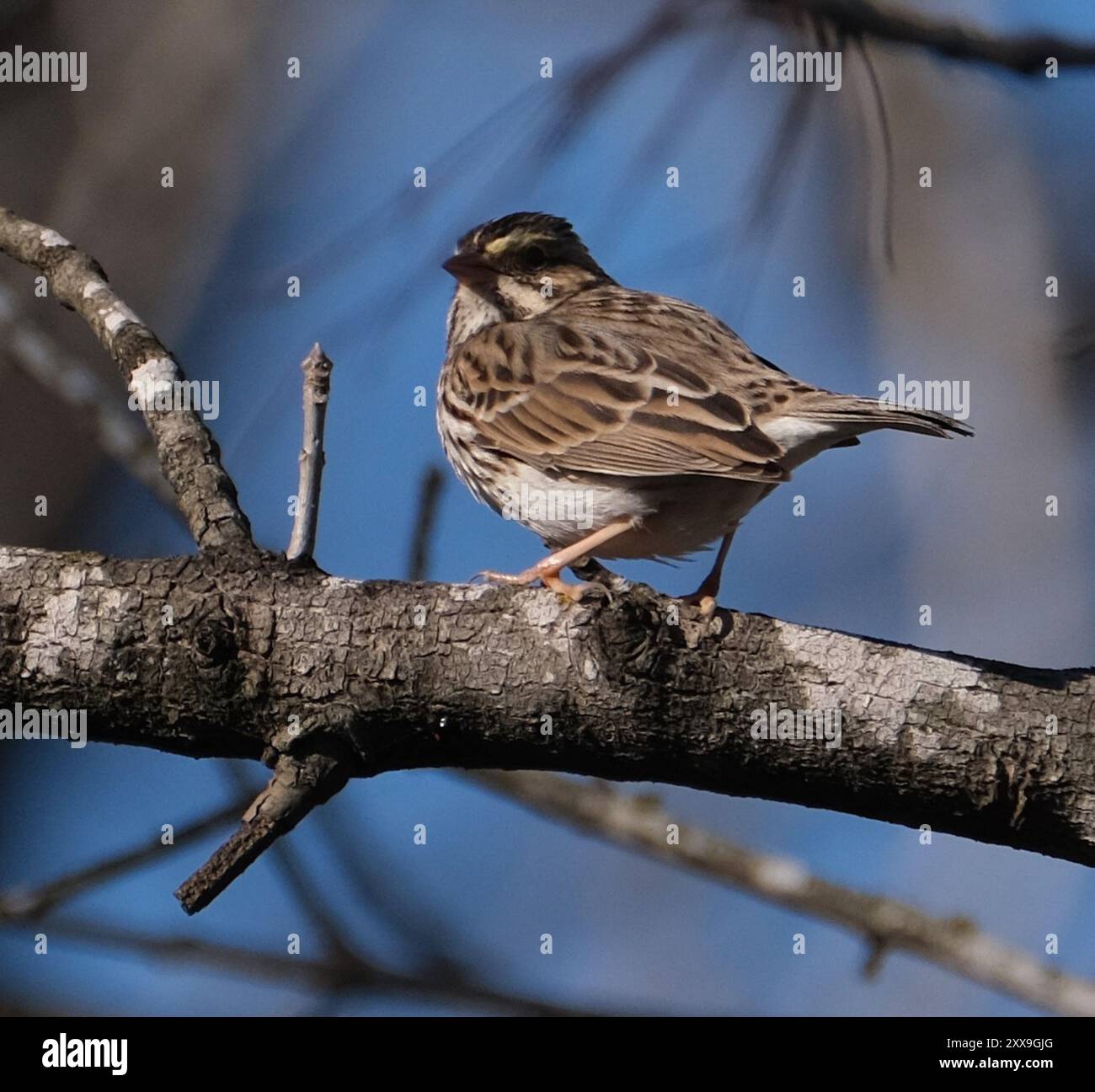 Savannah Sparrow (Passerculus sandwichensis) Aves Stock Photo - Alamy