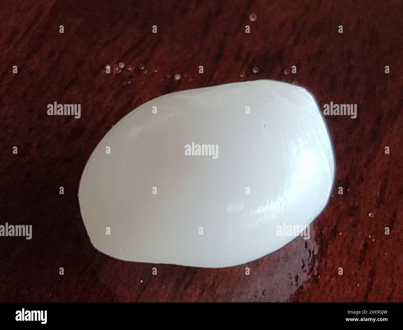 Polinices hi-res stock photography and images - Alamy