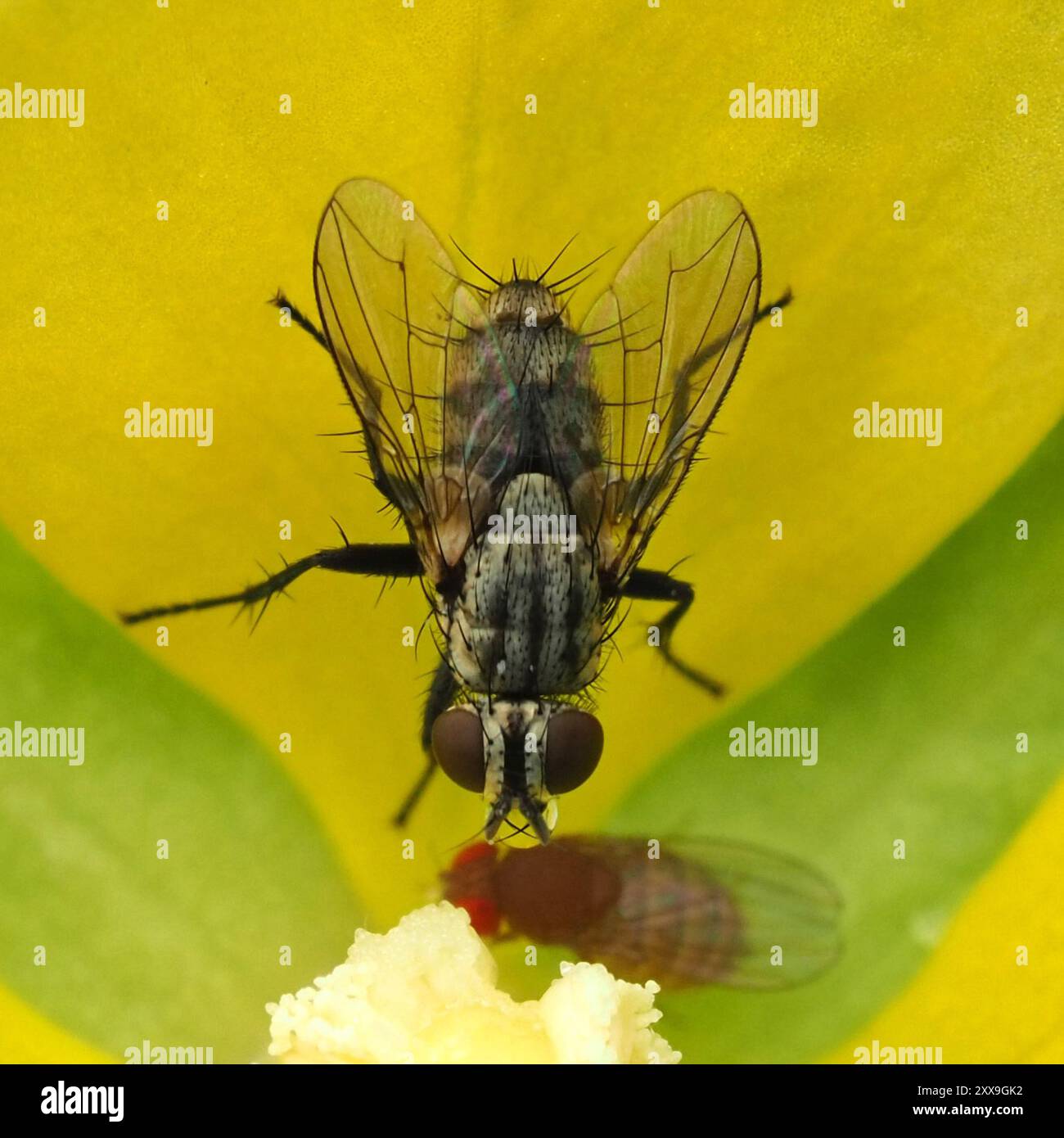 Bot Flies, Blow Flies, and Allies (Oestroidea) Insecta Stock Photo - Alamy