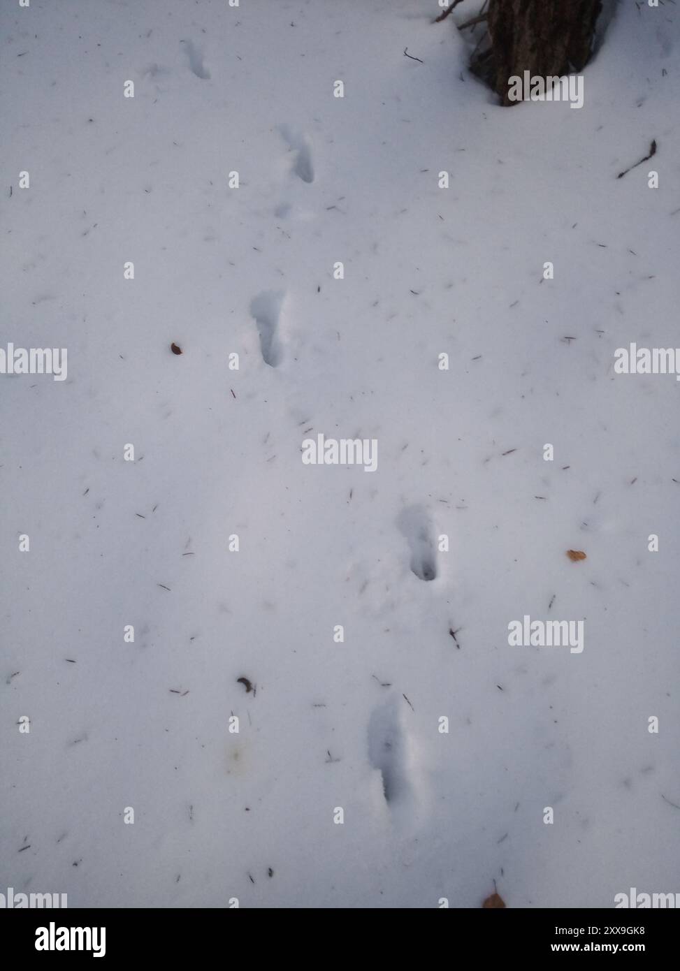 Even-toed Ungulates and Cetaceans (Artiodactyla) Mammalia Stock Photo ...