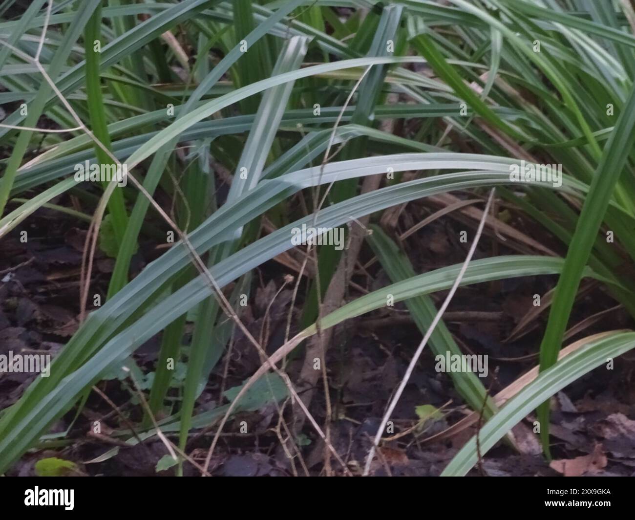Hanging sedge (Carex pendula) Plantae Stock Photo - Alamy