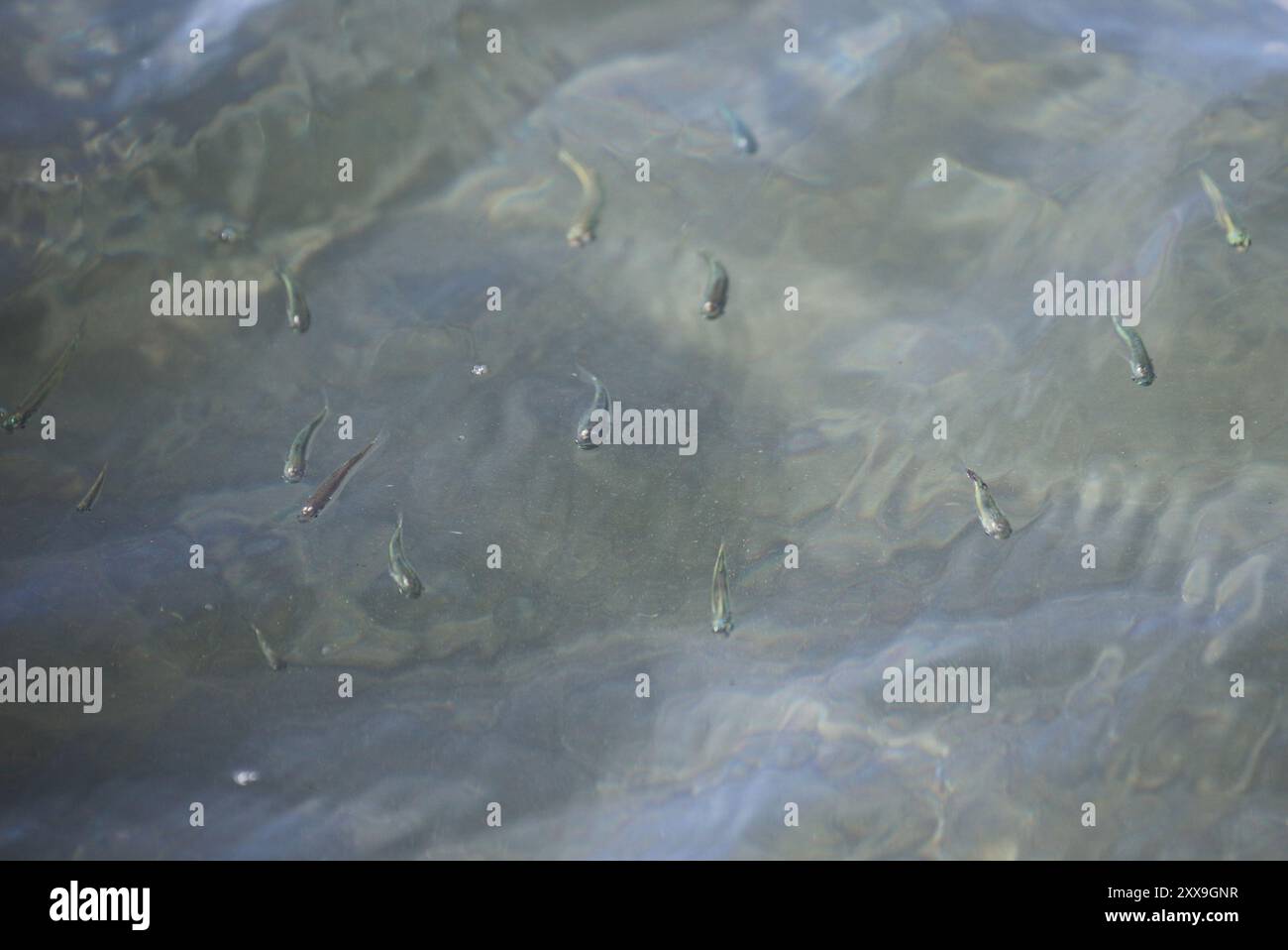 Western Mosquitofish (Gambusia affinis) Actinopterygii Stock Photo - Alamy