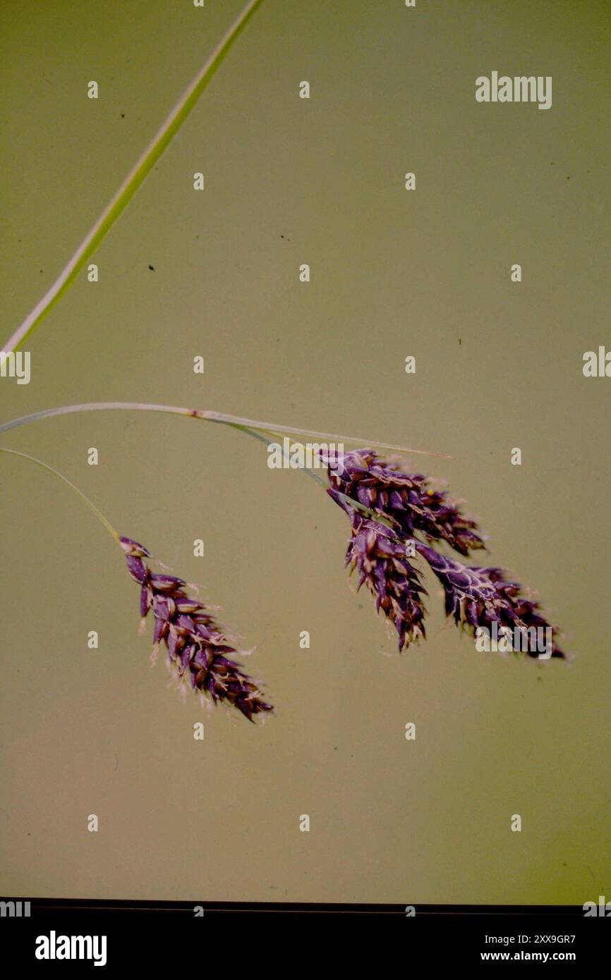 scabrous black sedge (Carex atratiformis) Plantae Stock Photo - Alamy