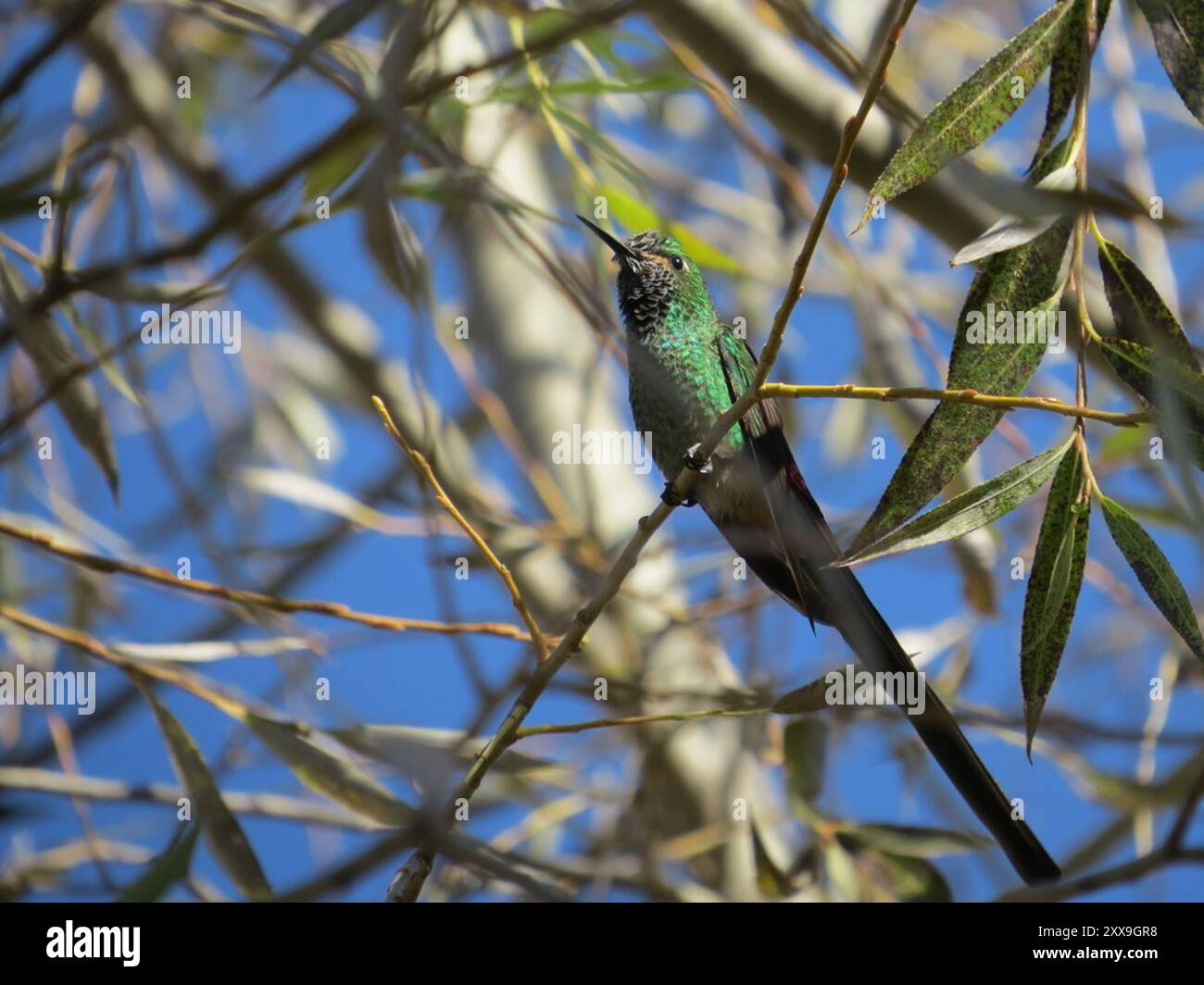 Red-tailed Comet (Sappho sparganurus) Aves Stock Photo - Alamy