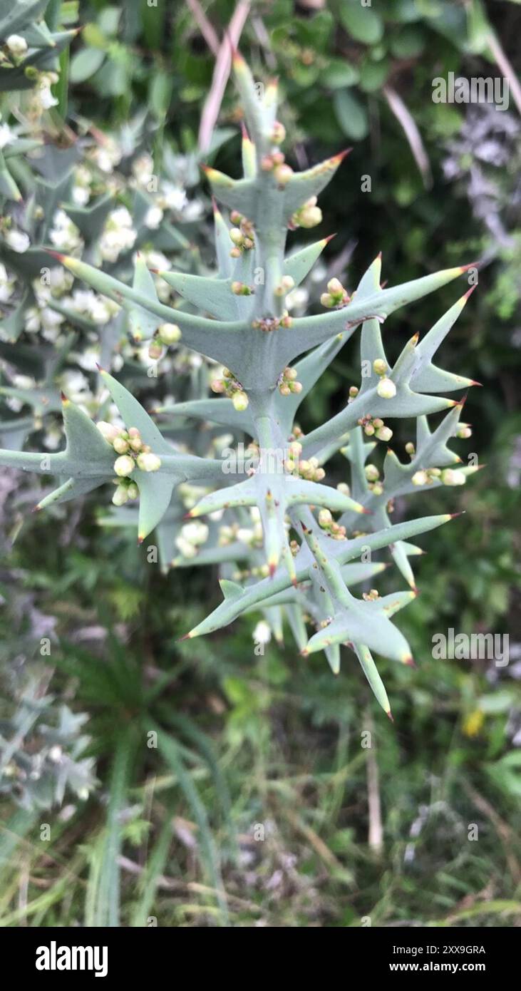 Anchor plant (Colletia paradoxa) Plantae Stock Photo - Alamy