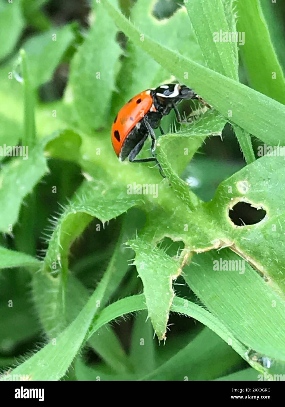 Convergent Lady Beetle (Hippodamia convergens) Insecta Stock Photo - Alamy