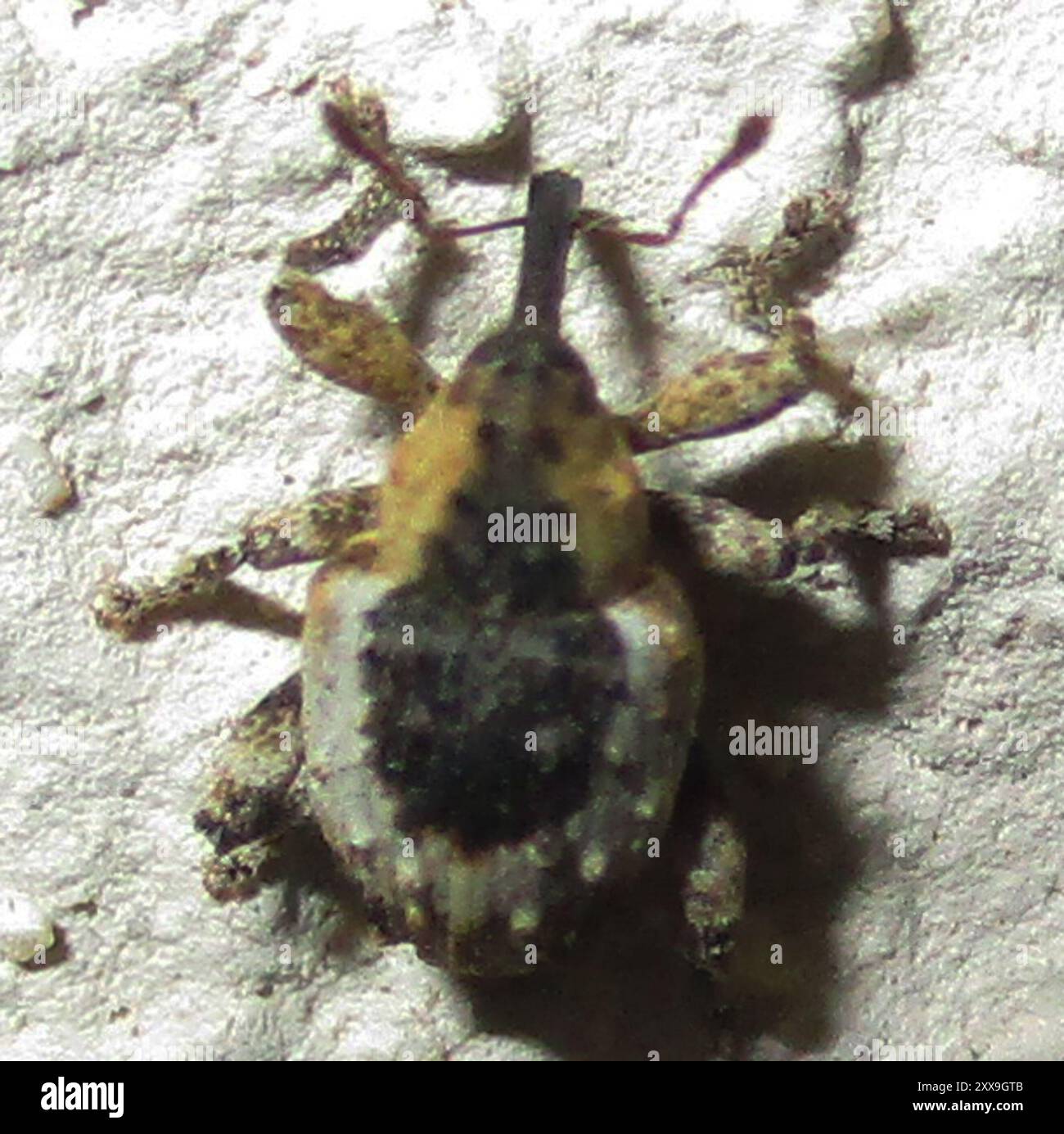 True Weevils (Curculionidae) Insecta Stock Photo - Alamy